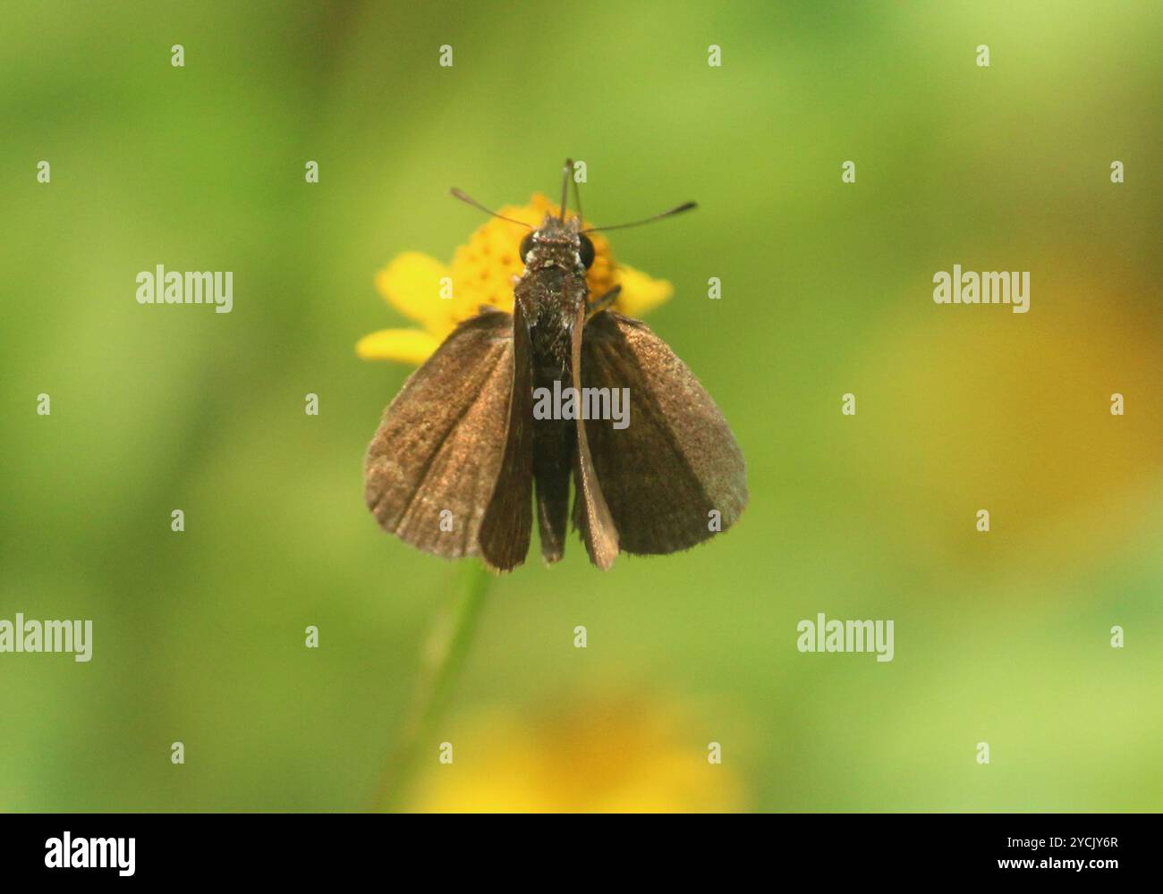 Pygmy Scrub Hopper (Aeromachus pygmaeus) Insecta Stock Photo - Alamy