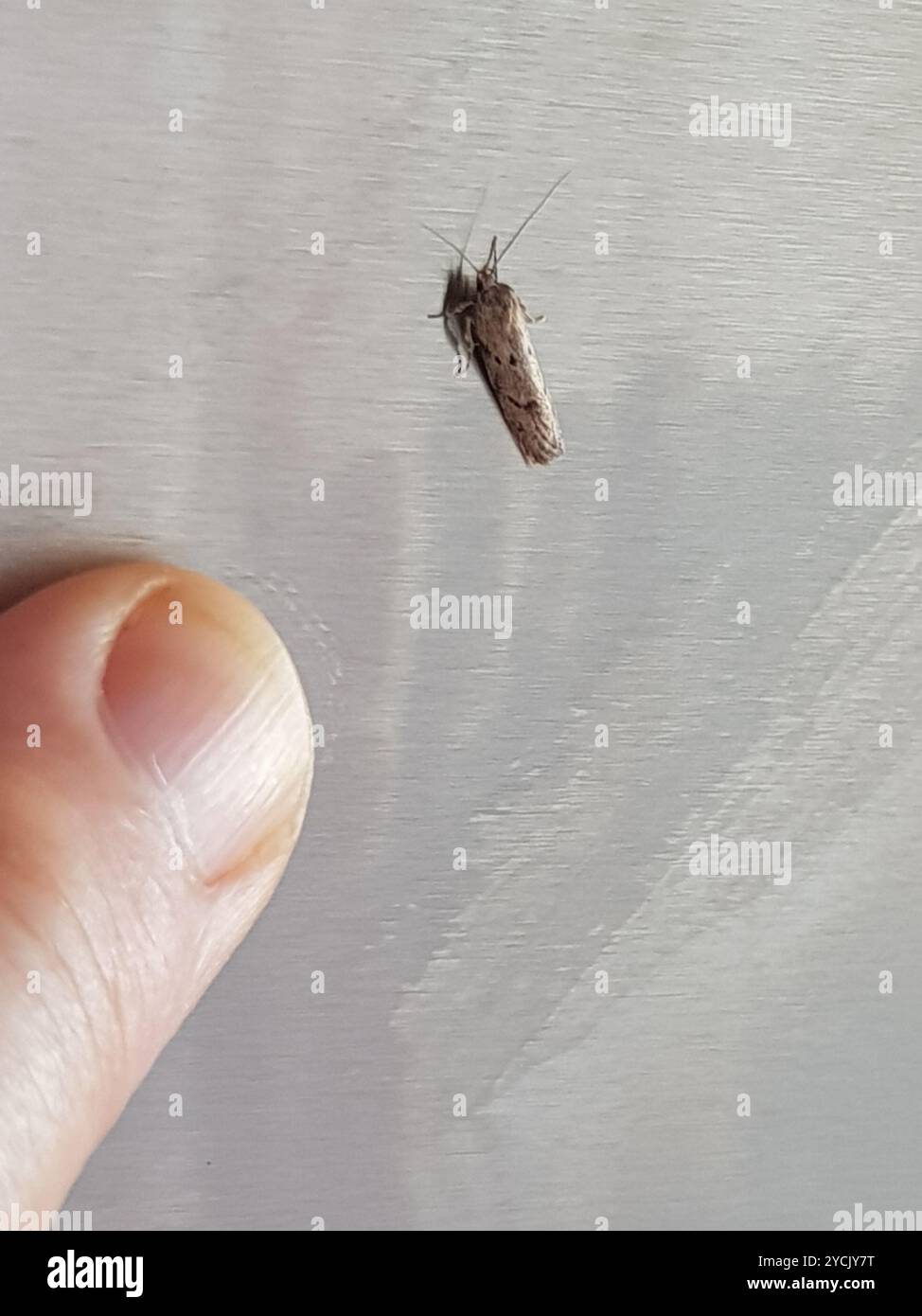 Curved-horn Moths (Gelechioidea) Insecta Stock Photo - Alamy