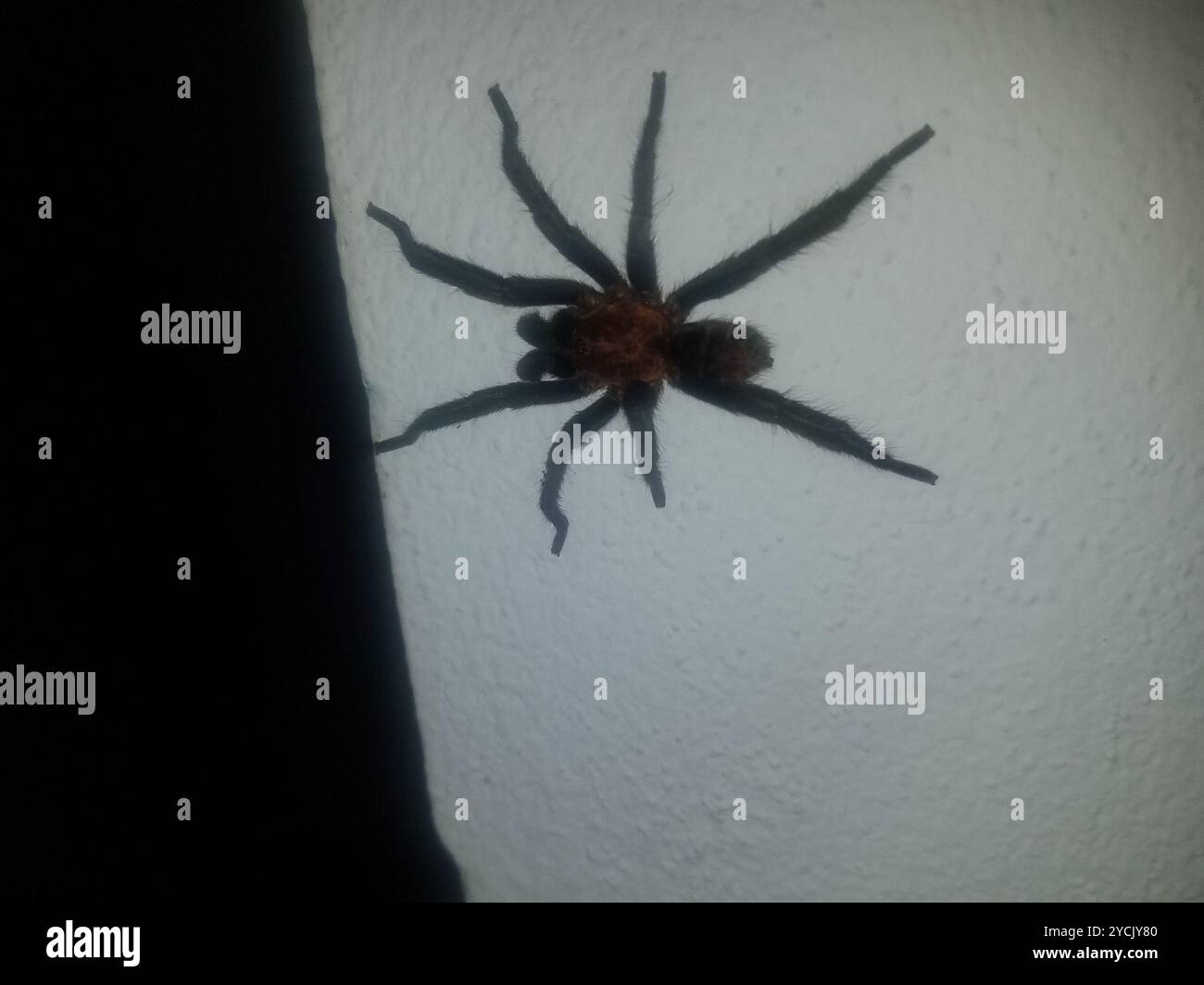 Costa Rican Suntiger Tarantula (Davus ruficeps) Arachnida Stock Photo ...