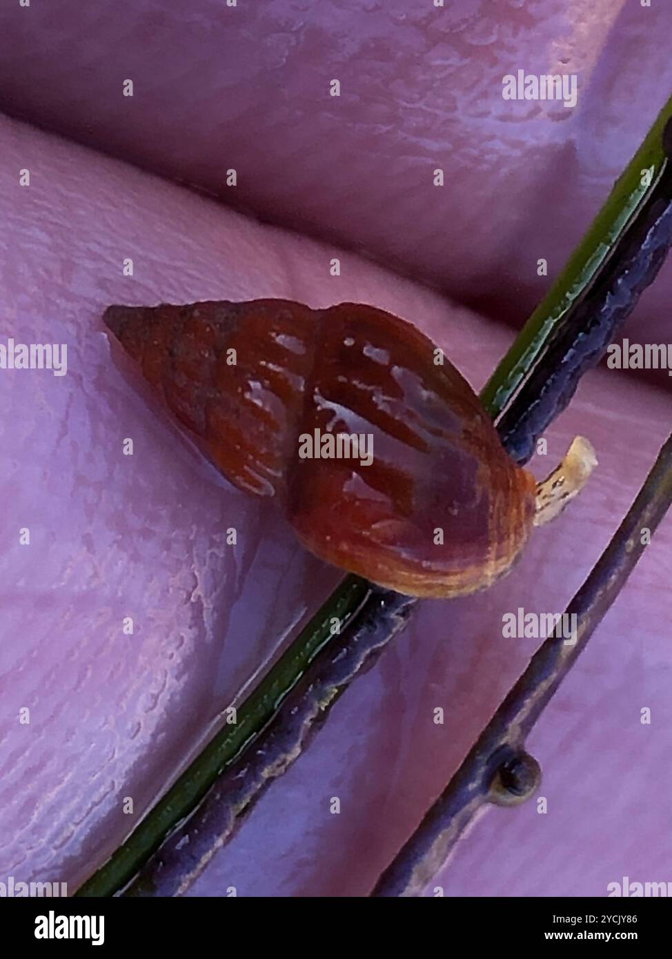 Variegate Amphissa (Amphissa versicolor) Mollusca Stock Photo - Alamy