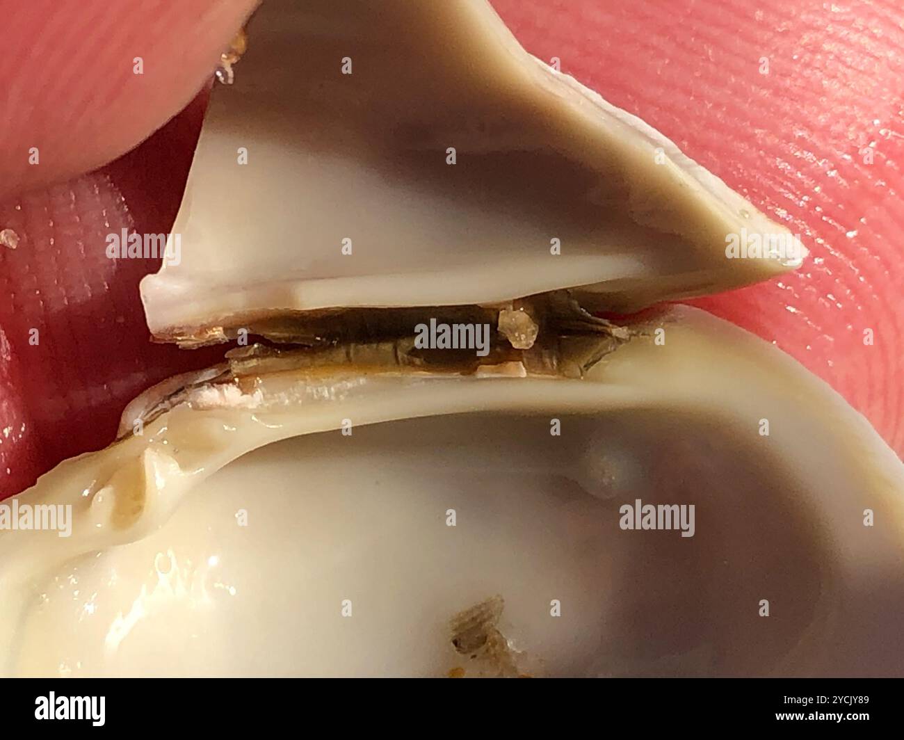 Pacific Littleneck Clam (Leukoma staminea) Mollusca Stock Photo - Alamy