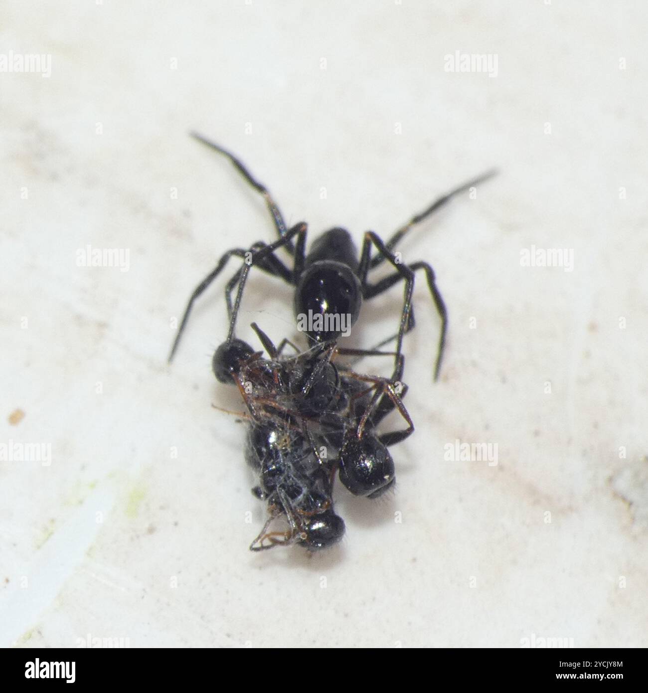 Ant-eating Spiders (Euryopis) Arachnida Stock Photo - Alamy