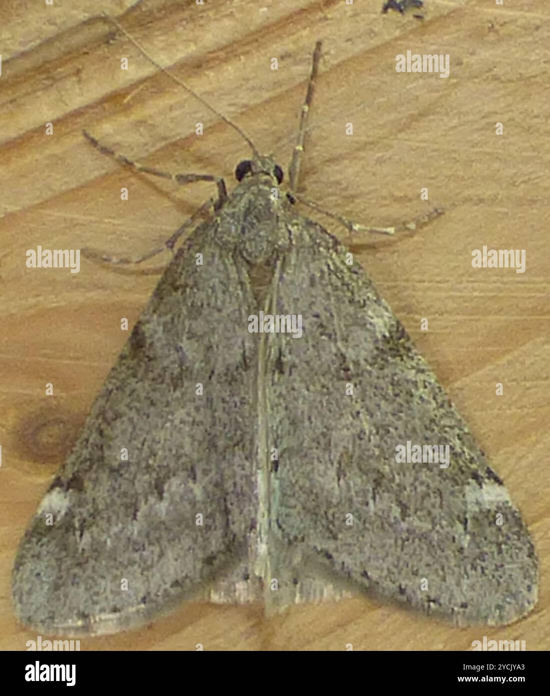 Fall Cankerworm Moth (Alsophila pometaria) Insecta Stock Photo - Alamy