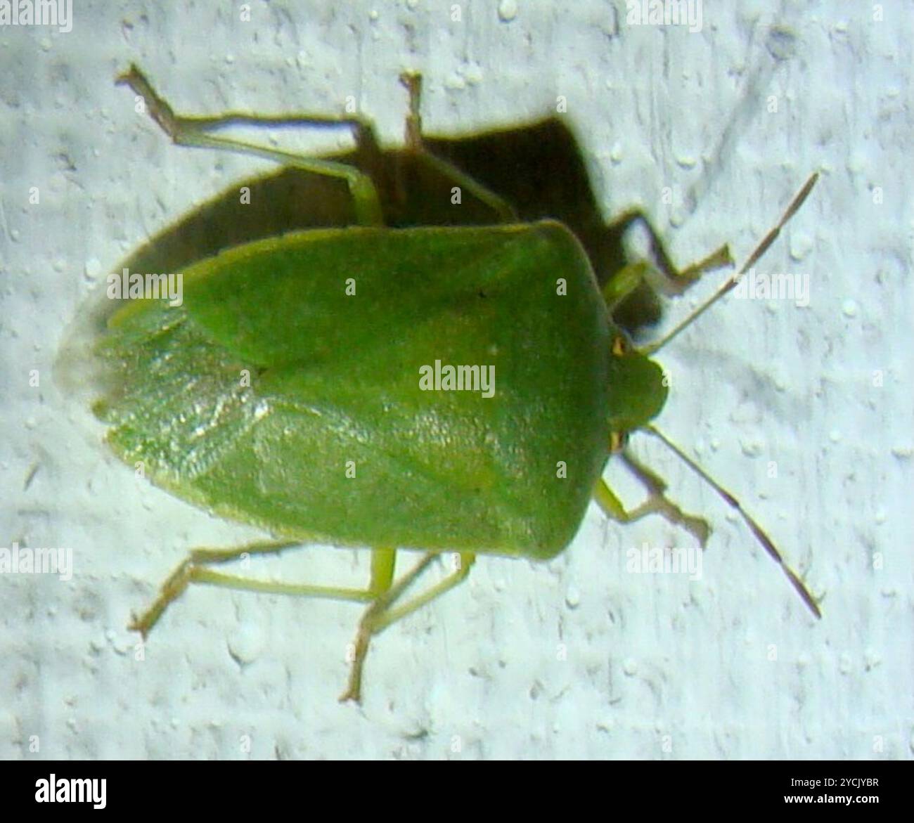 Southern Green Stink Bug (Nezara viridula) Insecta Stock Photo - Alamy