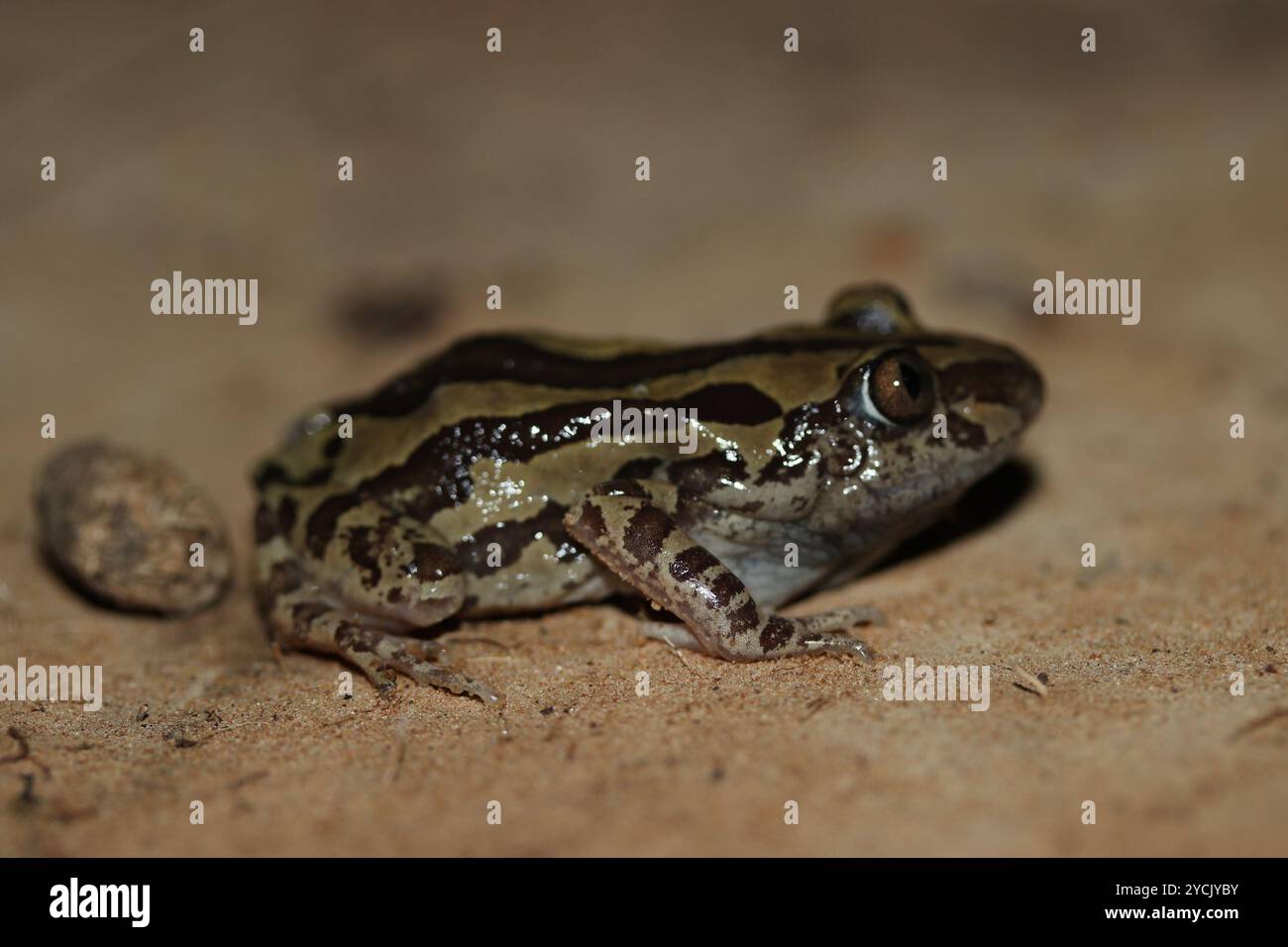 Senegal Running Frog (Kassina senegalensis) Amphibia Stock Photo - Alamy
