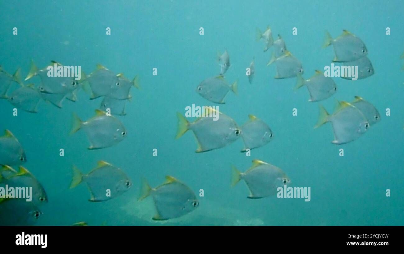 Diamondfish (Monodactylus argenteus) Actinopterygii Stock Photo - Alamy