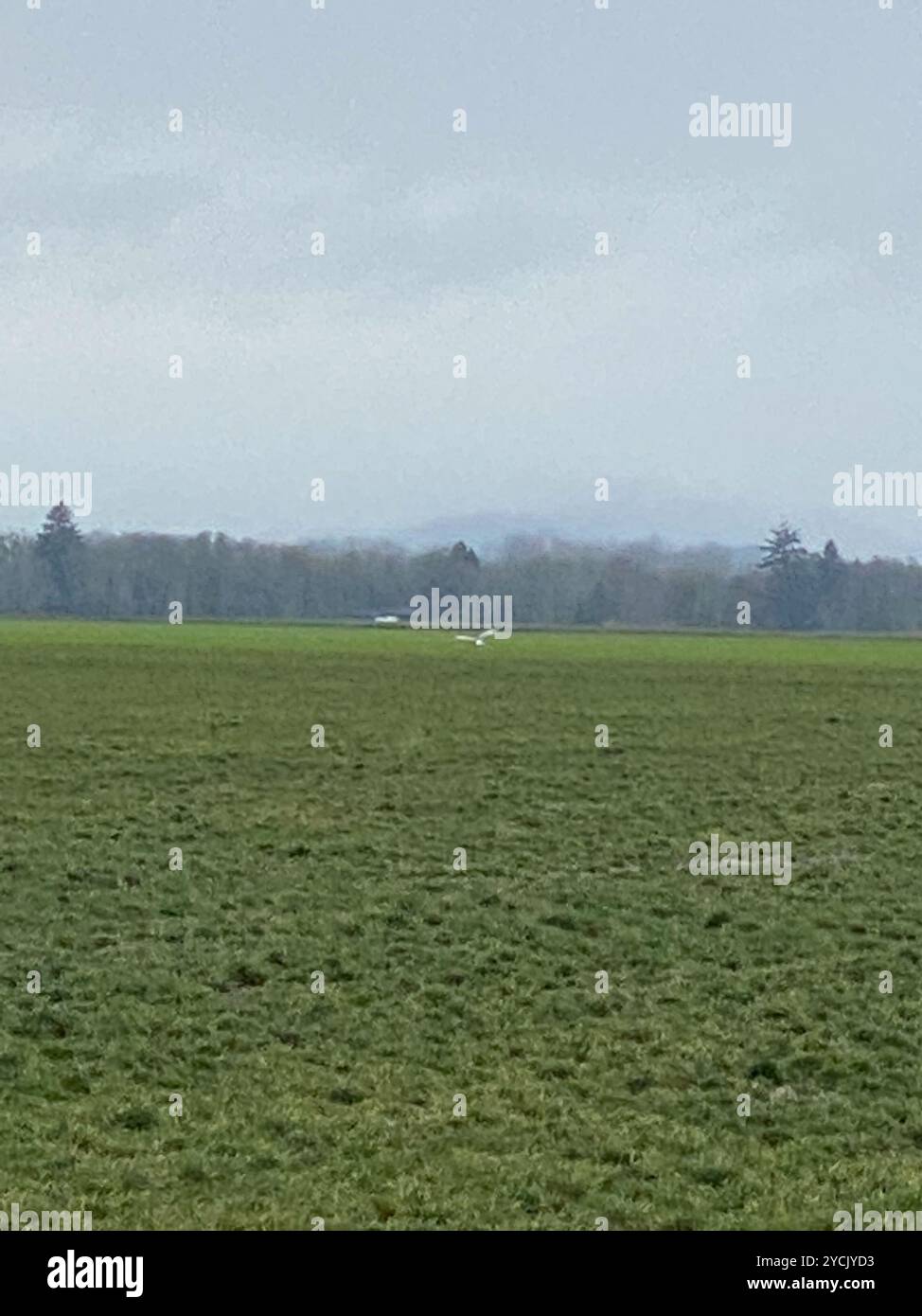 Northern Harrier (Circus hudsonius) Aves Stock Photo - Alamy