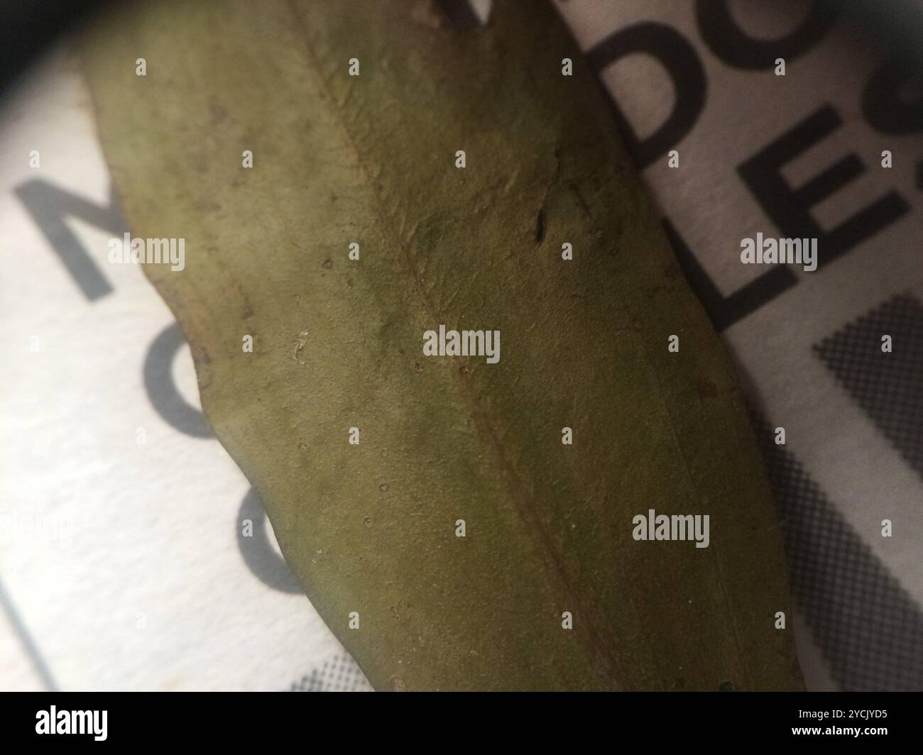 Northern Pondweed (Potamogeton alpinus) Plantae Stock Photo - Alamy