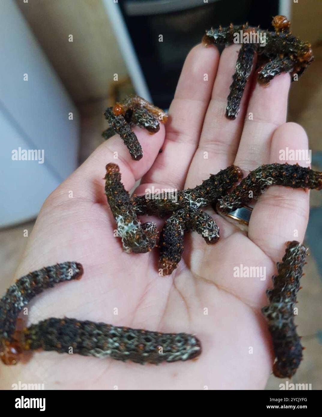 Capys hi-res stock photography and images - Alamy