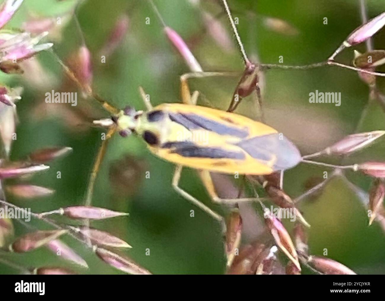 Two-spotted Grass Bug (Stenotus binotatus) Insecta Stock Photo - Alamy