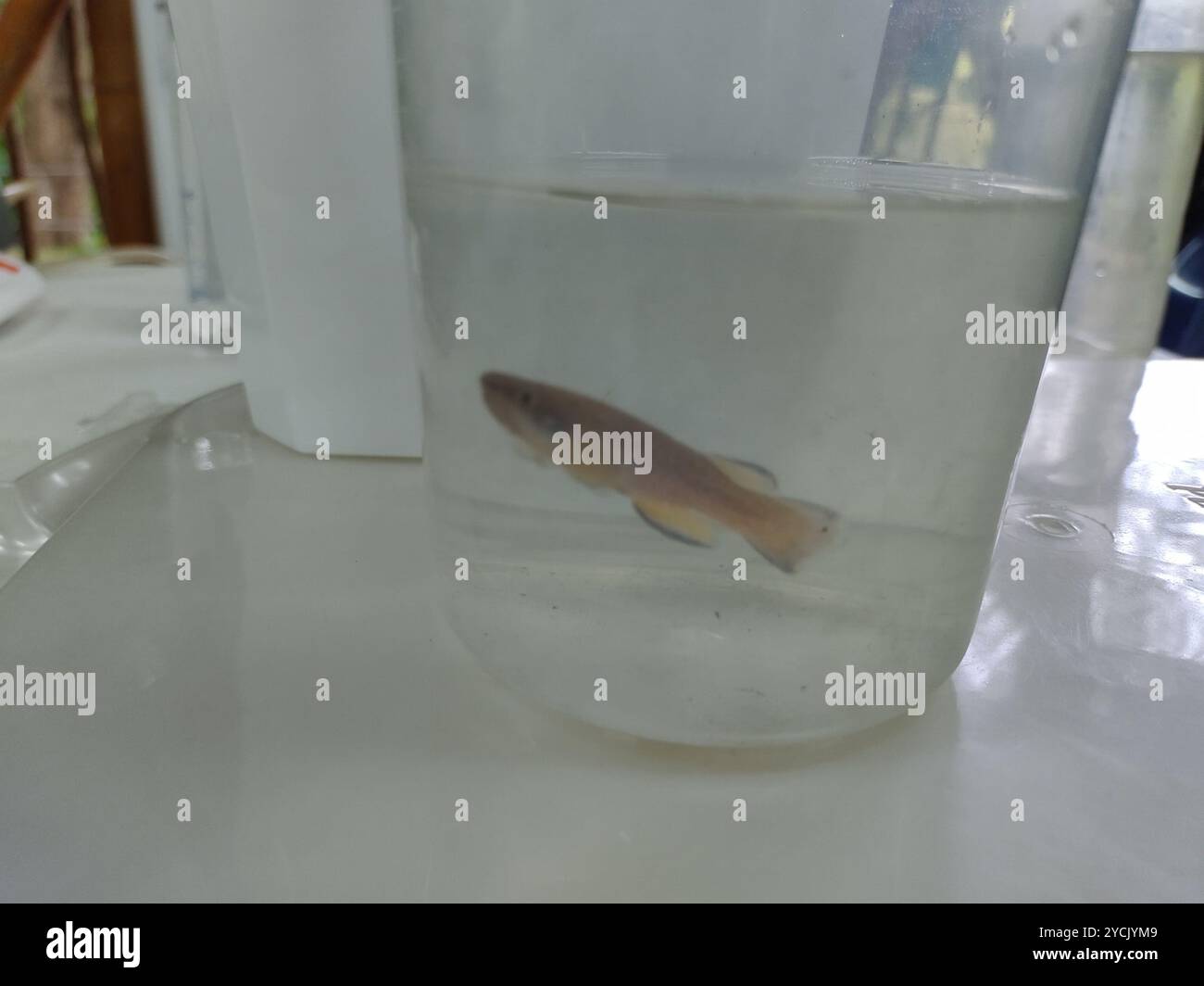 Cynodonichthys magdalenae hi-res stock photography and images - Alamy