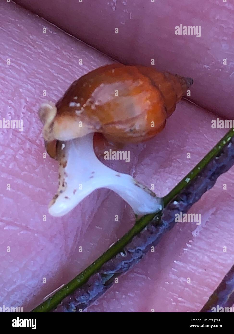 Variegate Amphissa (Amphissa versicolor) Mollusca Stock Photo - Alamy