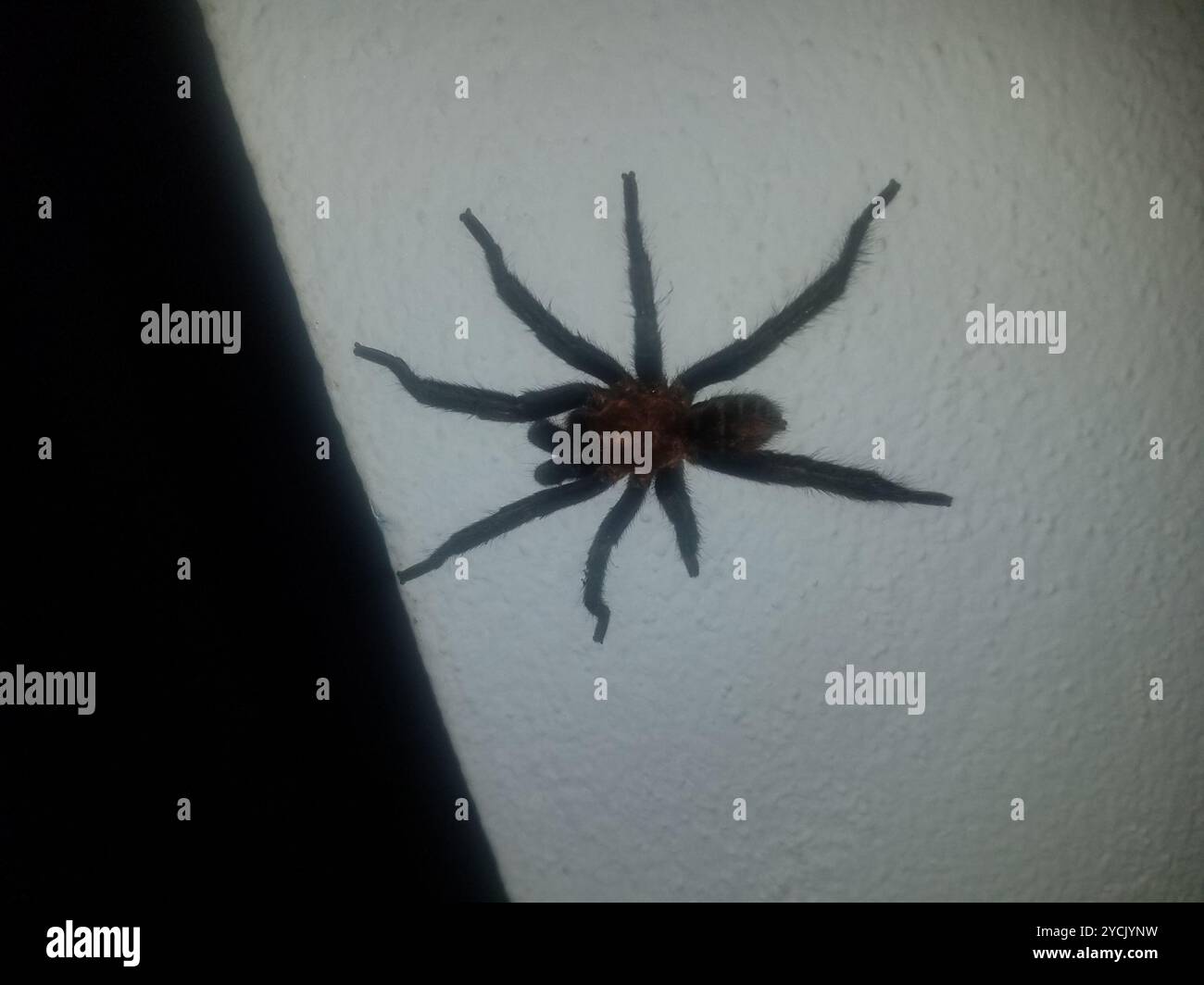 Costa Rican Suntiger Tarantula (Davus ruficeps) Arachnida Stock Photo ...