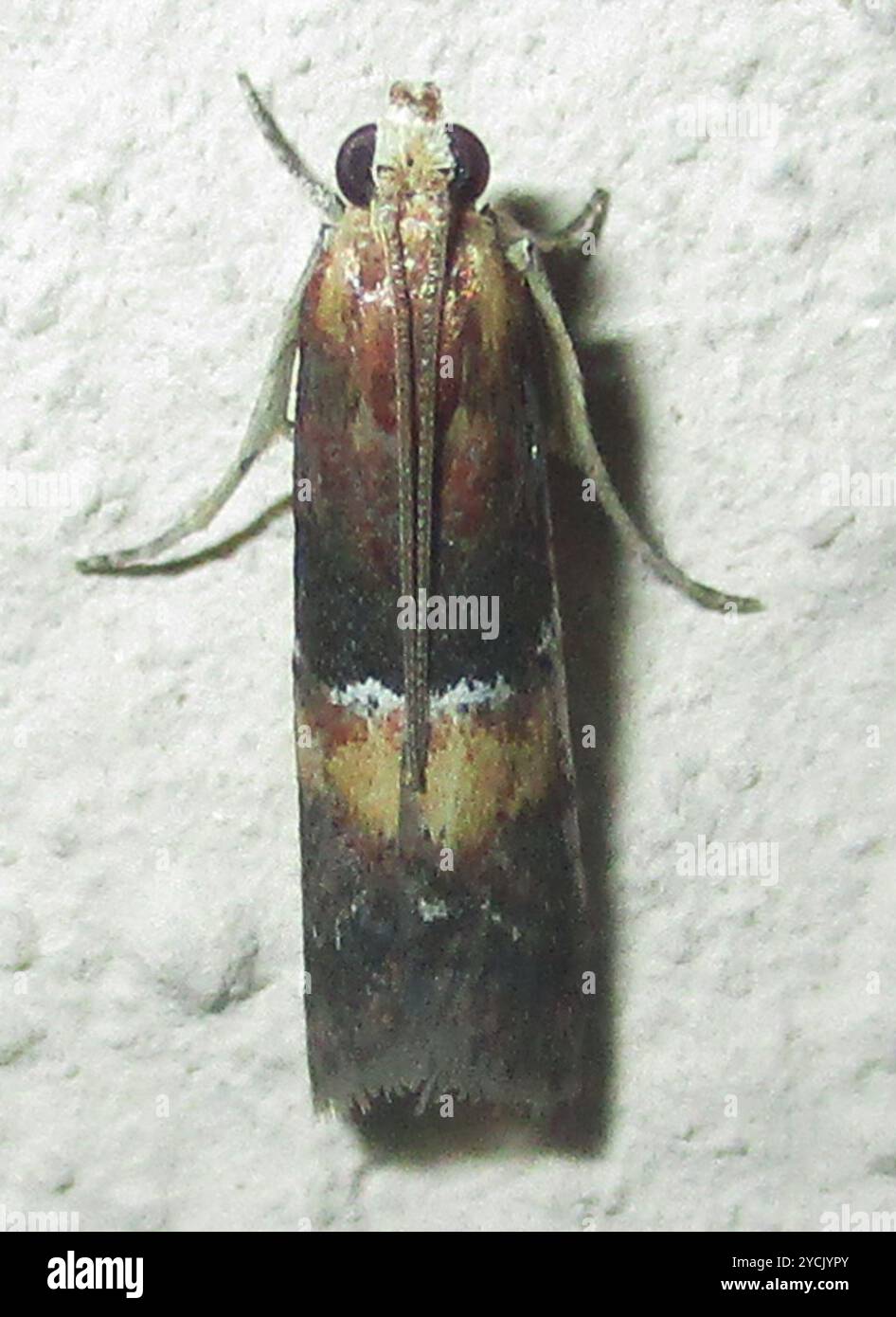 Knot-horn Moths (Phycitinae) Insecta Stock Photo - Alamy