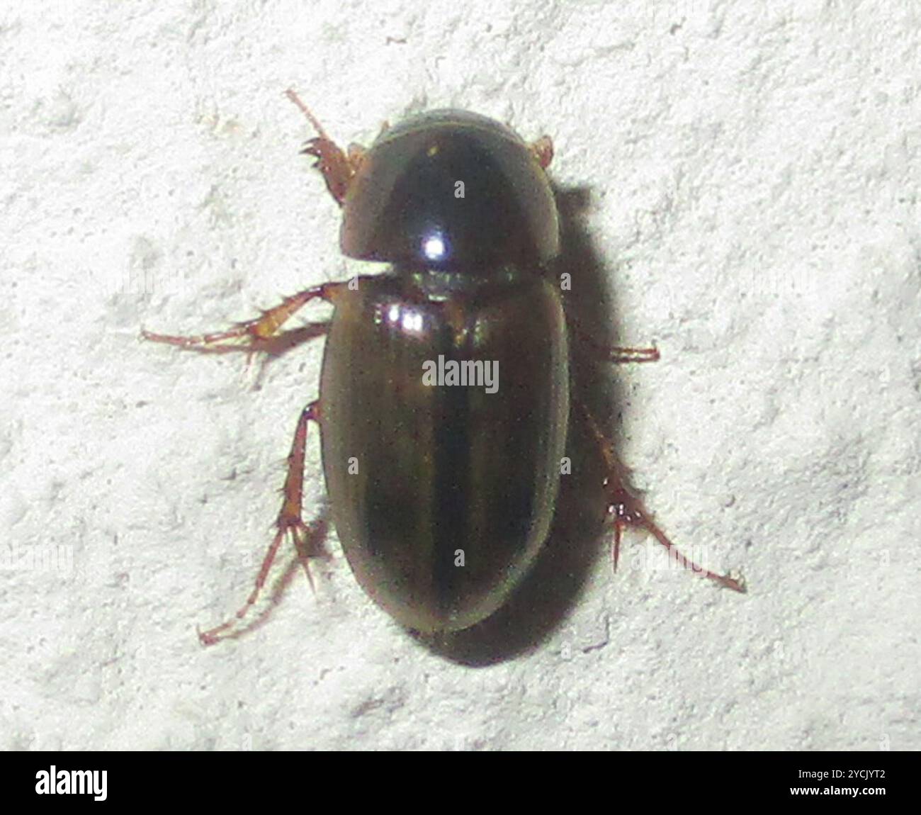Small Dung Beetles (Aphodiinae) Insecta Stock Photo - Alamy