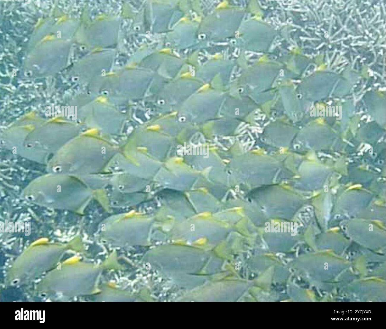 Diamondfish (Monodactylus argenteus) Actinopterygii Stock Photo - Alamy