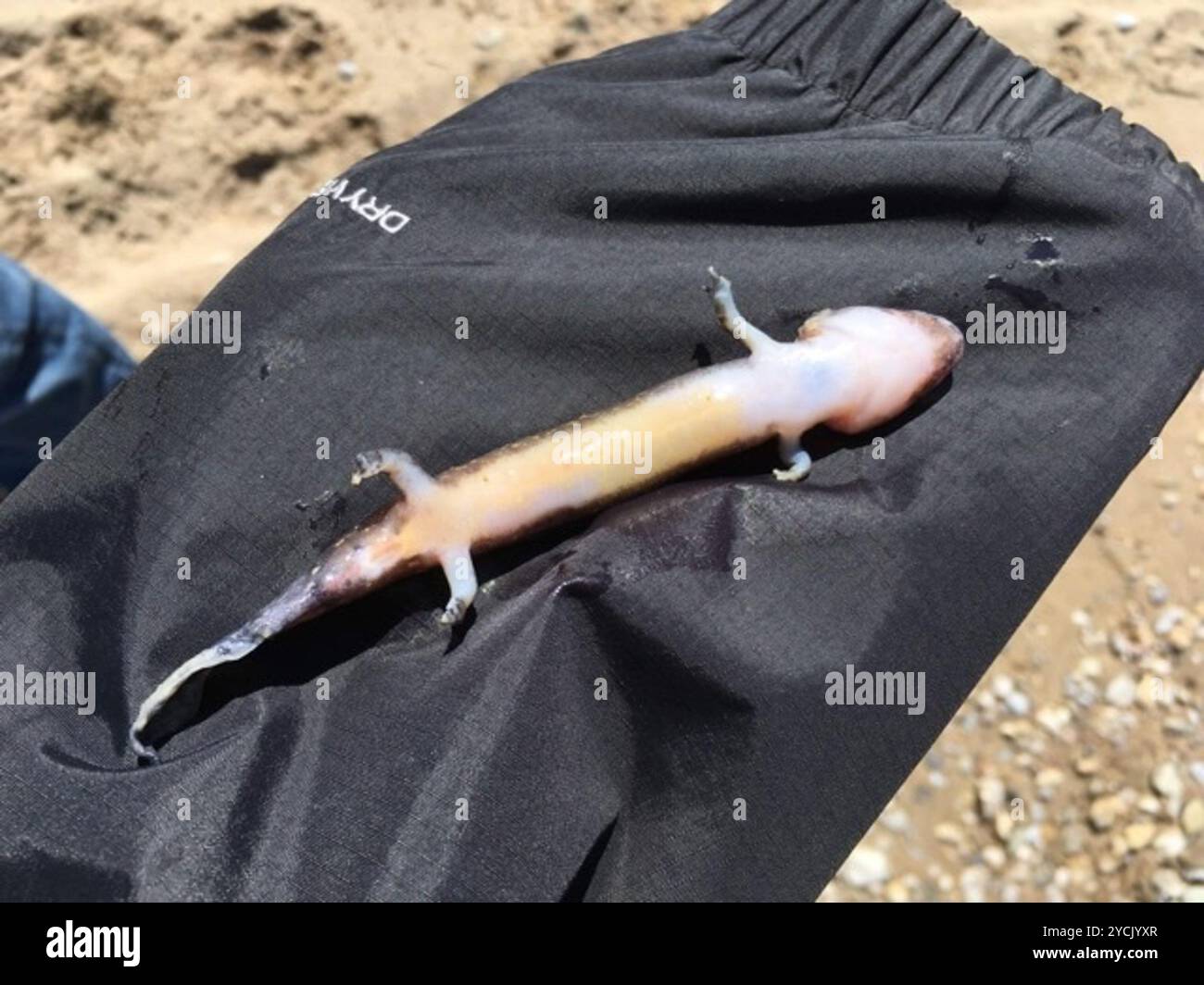 Common Mudpuppy (Necturus maculosus) Amphibia Stock Photo - Alamy