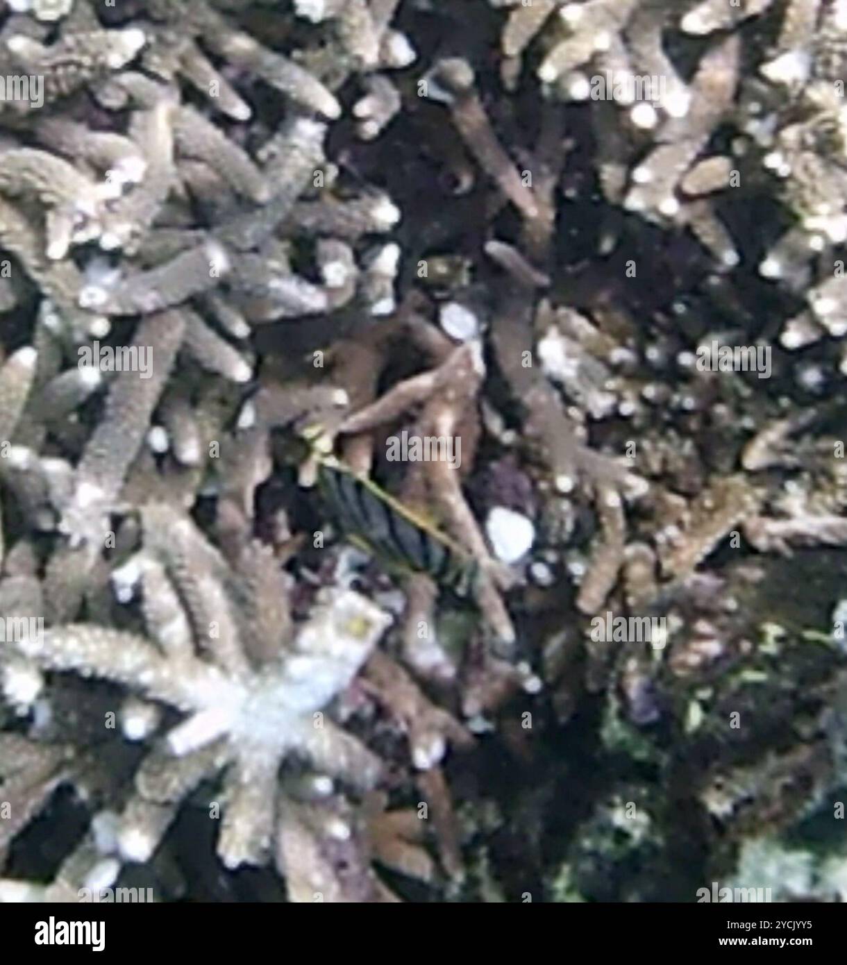 Meyer's Butterflyfish (Chaetodon meyeri) Actinopterygii Stock Photo - Alamy