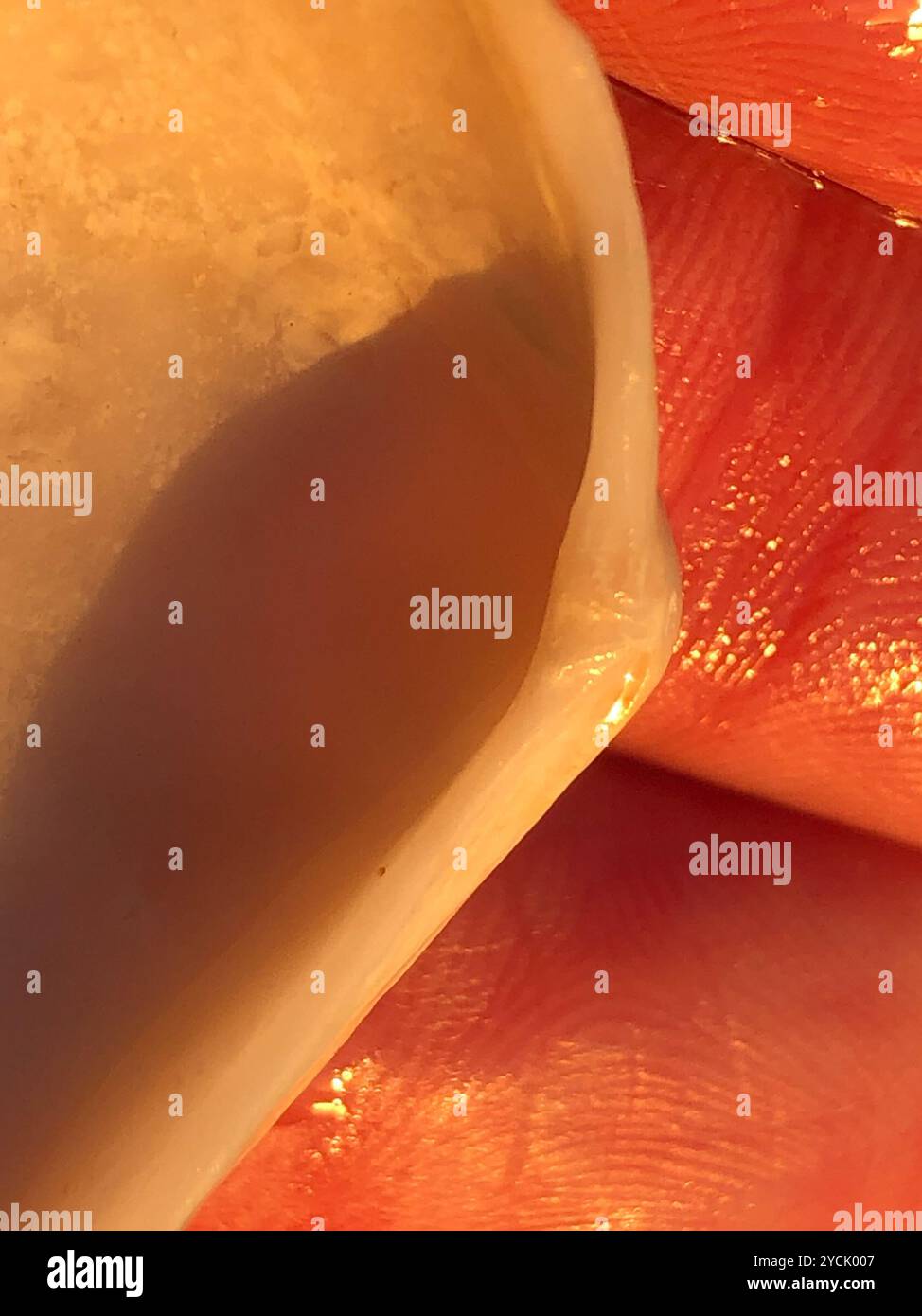 Bent-nosed Clam (Macoma nasuta) Mollusca Stock Photo - Alamy