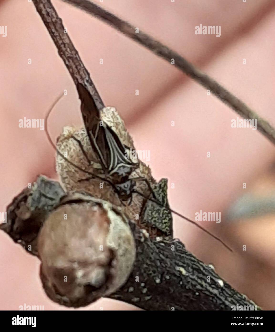 Tree Cattle (Cerastipsocus venosus) Insecta Stock Photo - Alamy