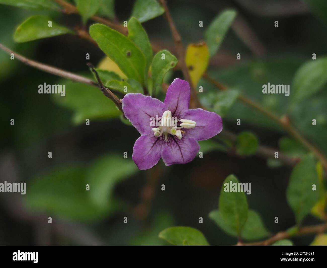 Chinese teaplant (Lycium chinense) Plantae Stock Photo - Alamy