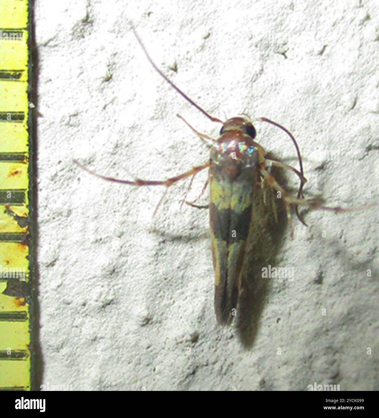 Feather-legged Moths (Stathmopodidae) Insecta Stock Photo - Alamy