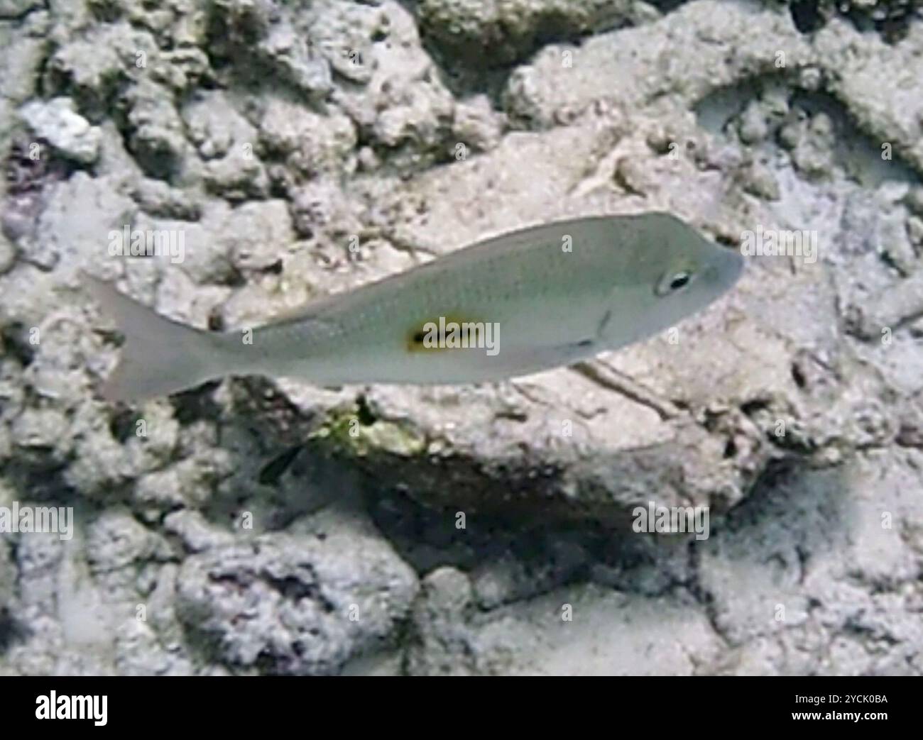 Thumbprint Emperor (Lethrinus harak) Actinopterygii Stock Photo - Alamy