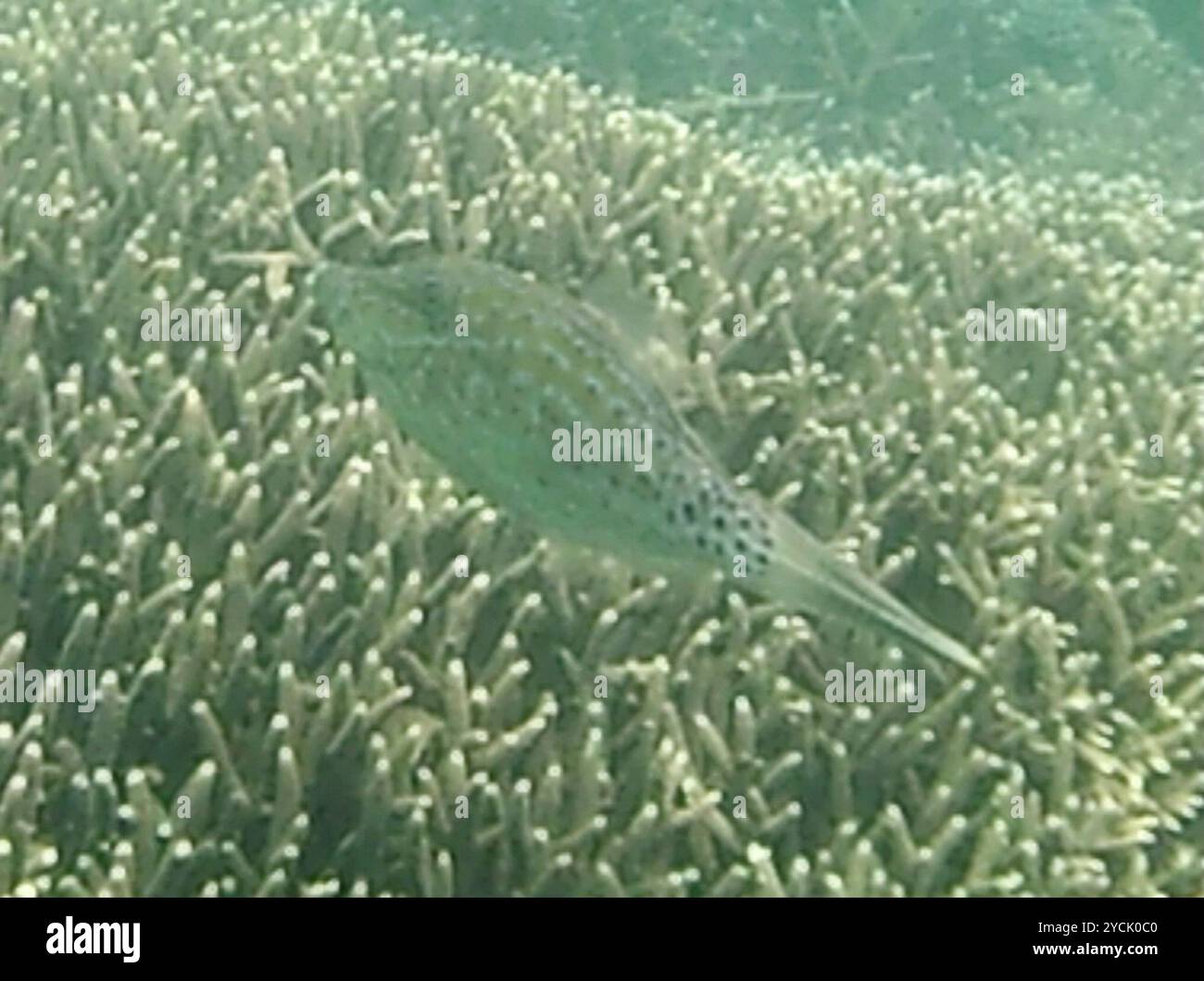 Scrawled Filefish (Aluterus scriptus) Actinopterygii Stock Photo - Alamy