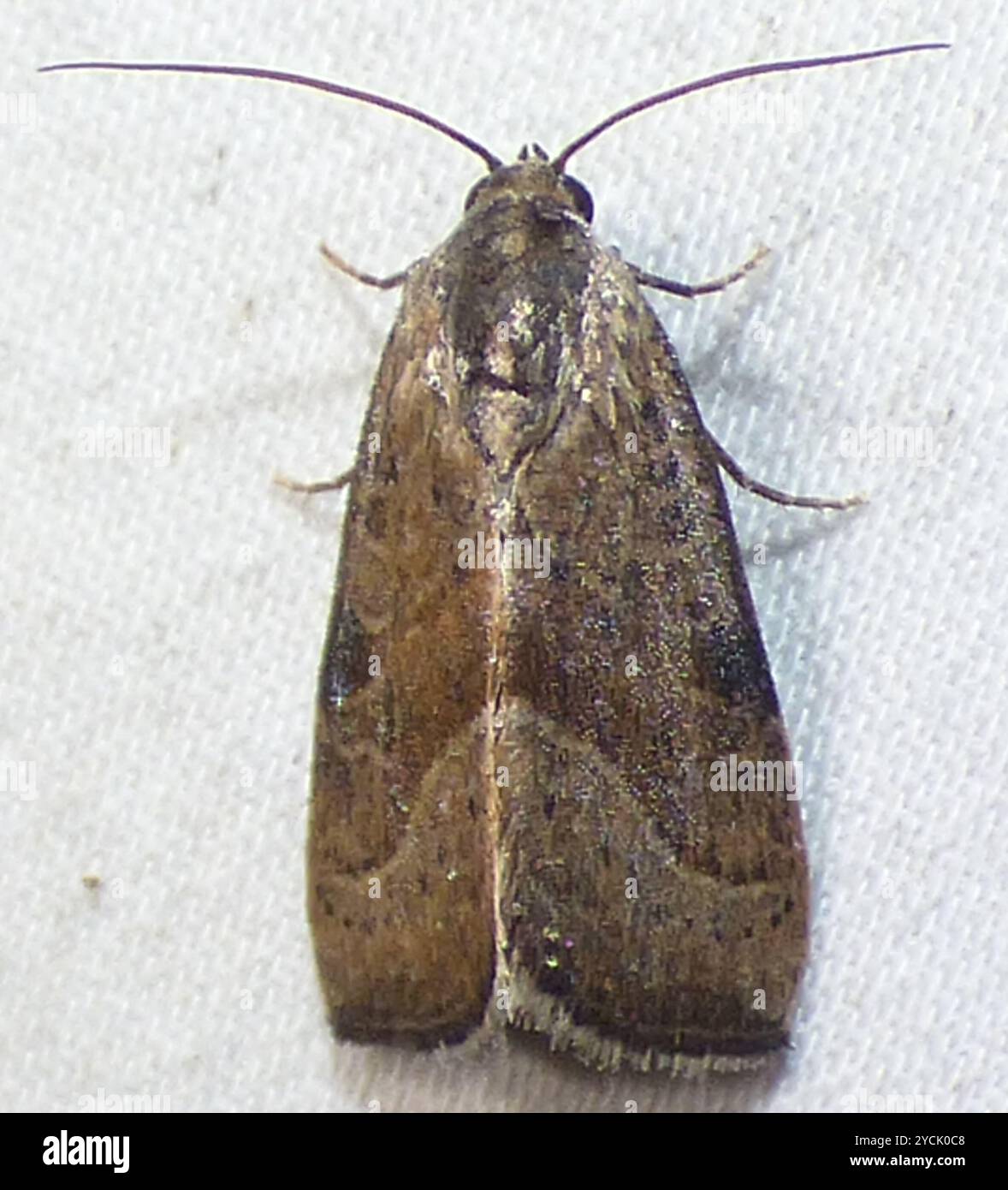 Wedgling Moth (Galgula partita) Insecta Stock Photo - Alamy