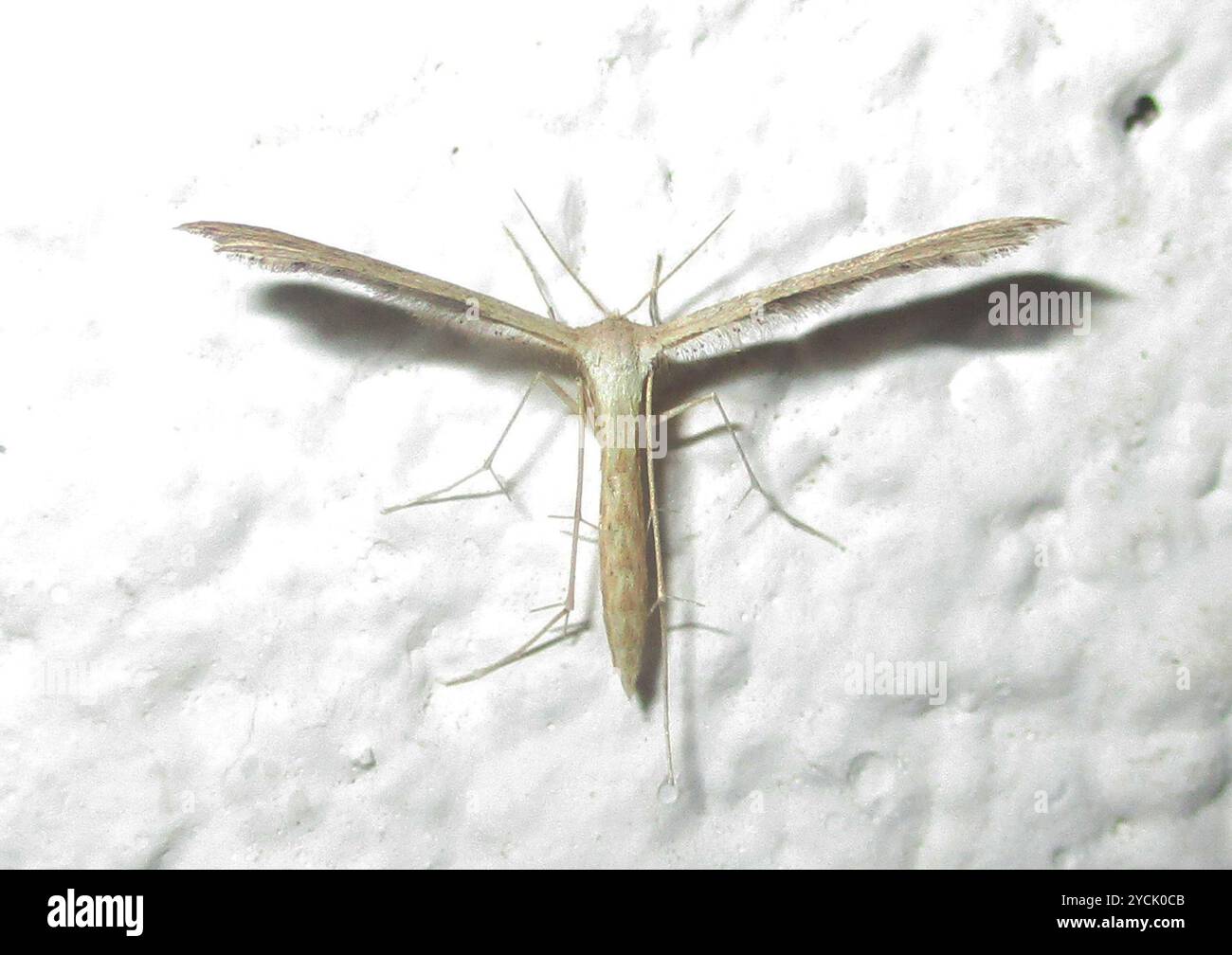 Plume Moths (Pterophoridae) Insecta Stock Photo - Alamy