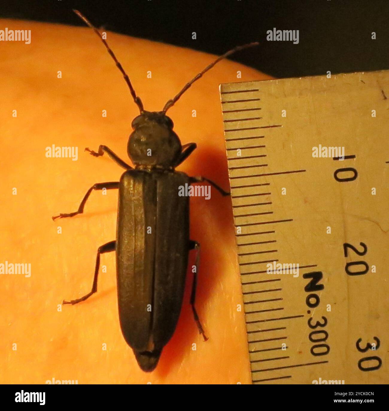 Burnt pine longhorn (Arhopalus ferus) Insecta Stock Photo - Alamy