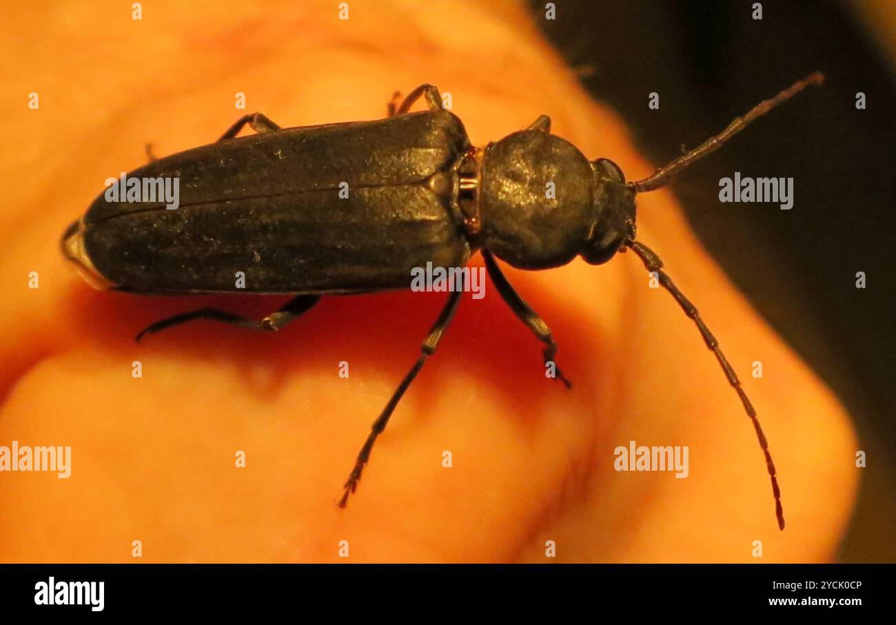 Burnt pine longhorn (Arhopalus ferus) Insecta Stock Photo - Alamy