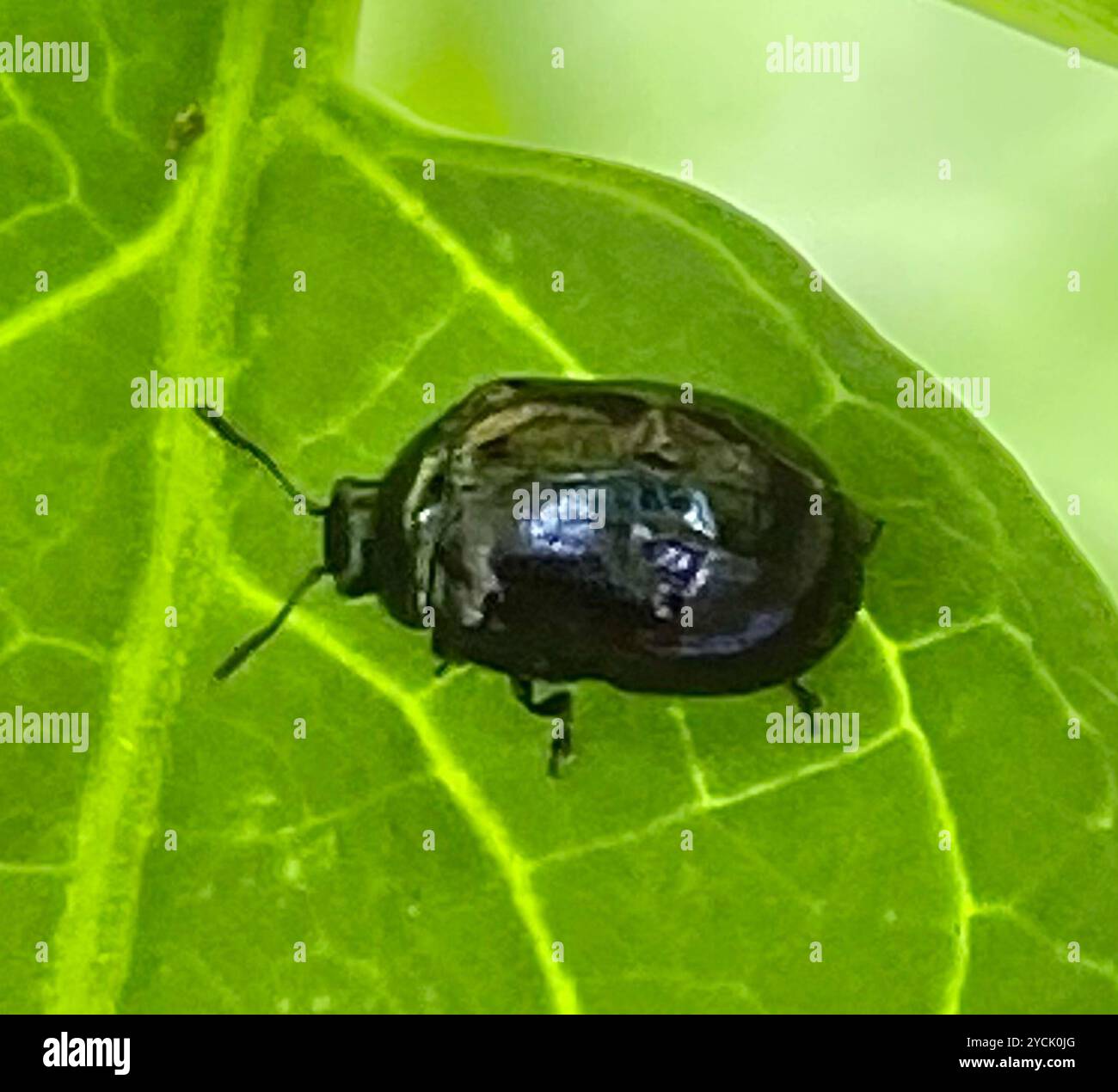 Willow Leaf Beetle (Plagiodera versicolora) Insecta Stock Photo - Alamy