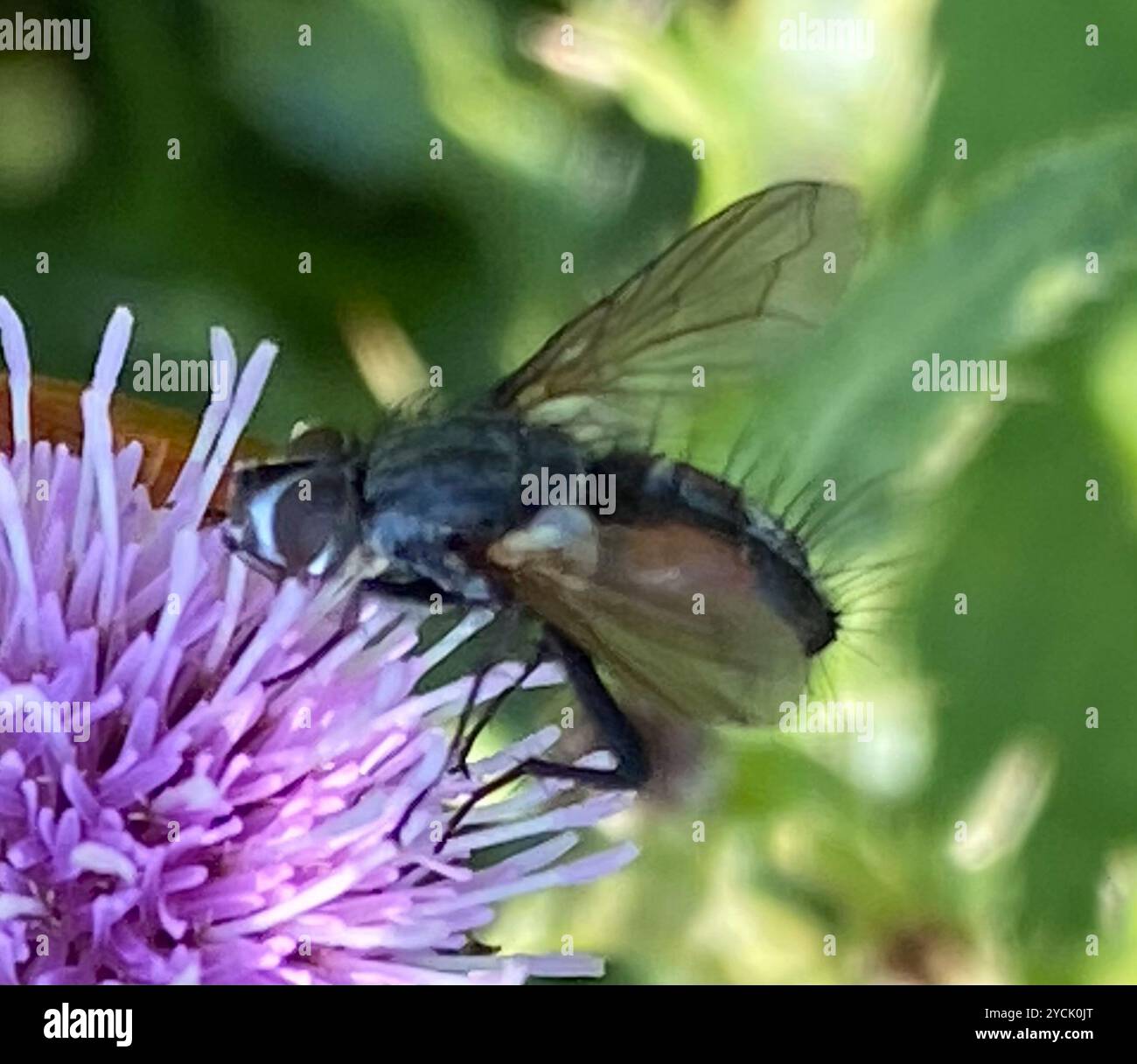 Red Spotted Parasite Fly (Eriothrix rufomaculata) Insecta Stock Photo ...
