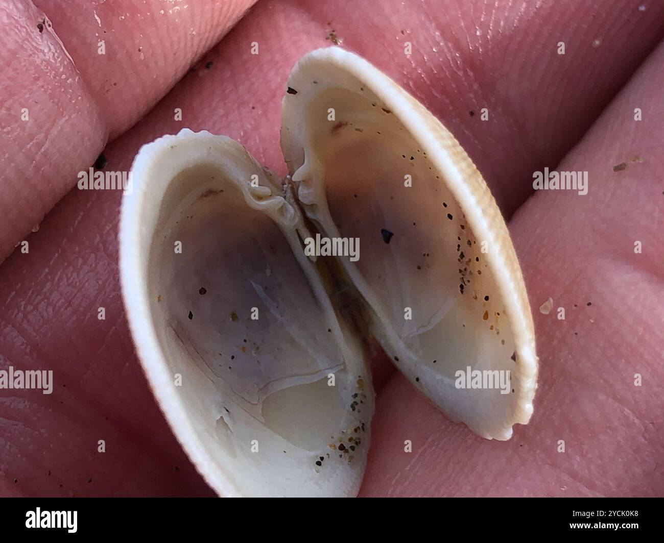 Pacific Littleneck Clam (Leukoma staminea) Mollusca Stock Photo - Alamy