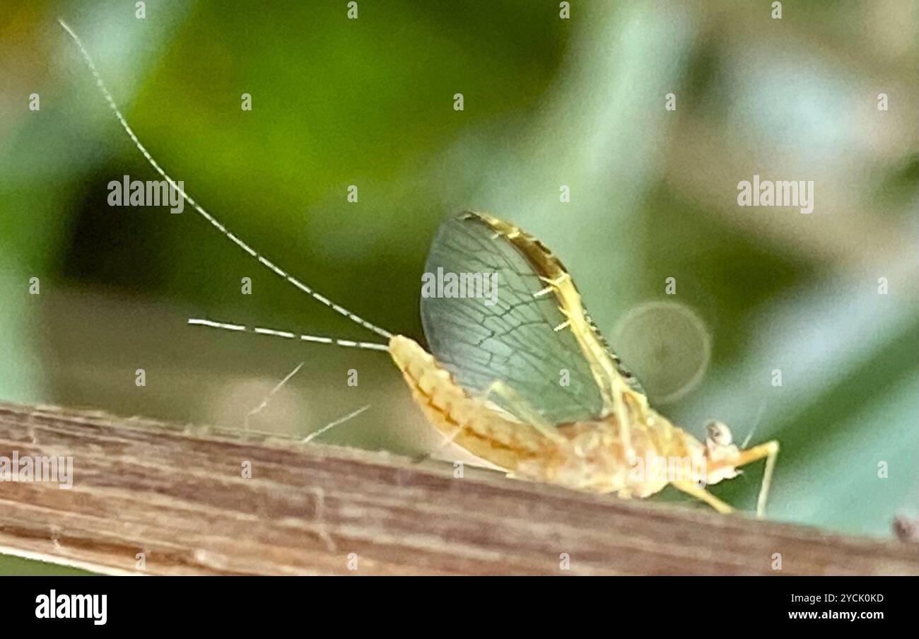 Pond Olive (Cloeon dipterum) Insecta Stock Photo - Alamy