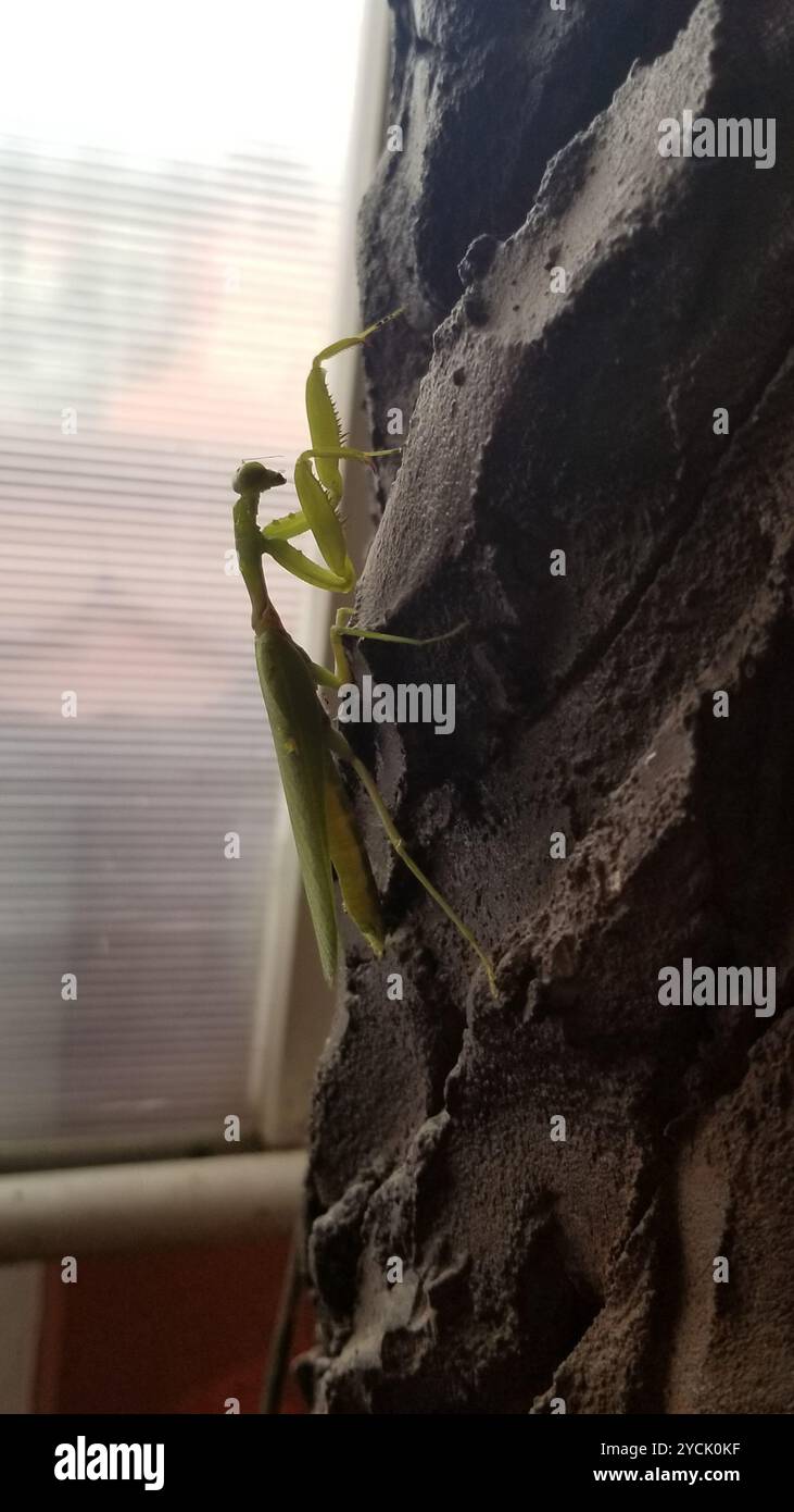 Giant Asian Mantis (Hierodula patellifera) Insecta Stock Photo - Alamy