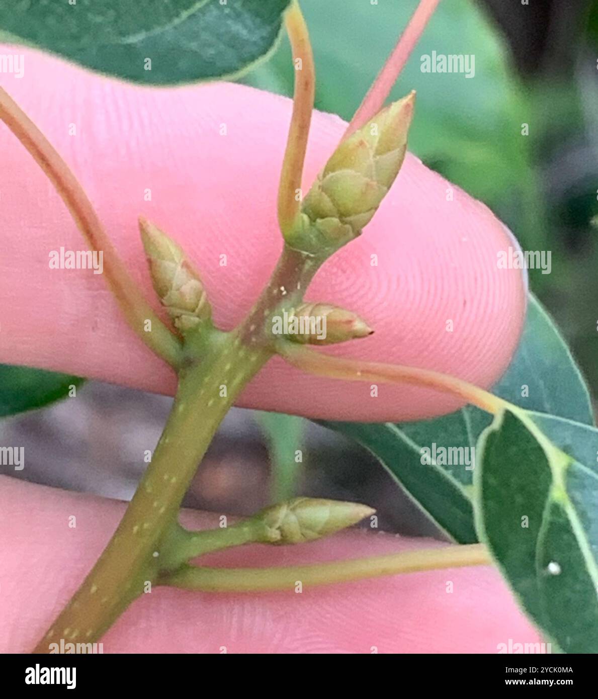 Camphor Tree (Cinnamomum camphora) Plantae Stock Photo - Alamy