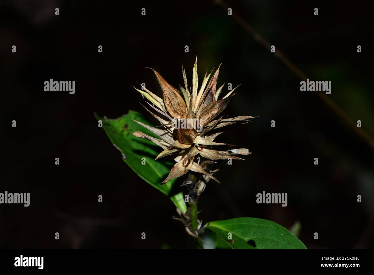 porcupine flower (Barleria prionitis) Plantae Stock Photo - Alamy