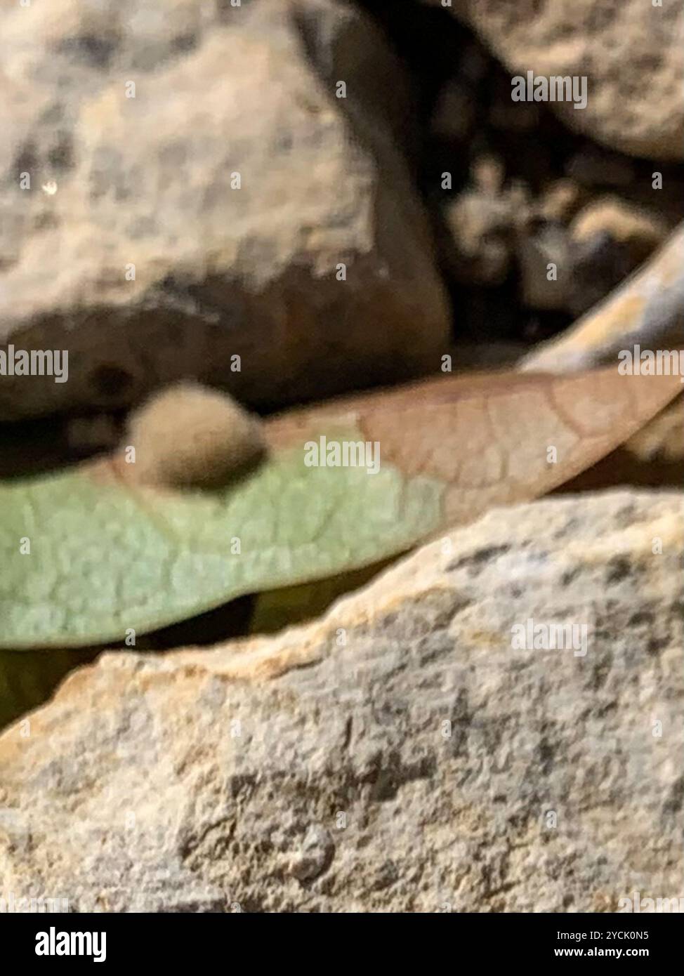 Wool-bearing Gall Wasp (Druon quercuslanigerum) Insecta Stock Photo - Alamy