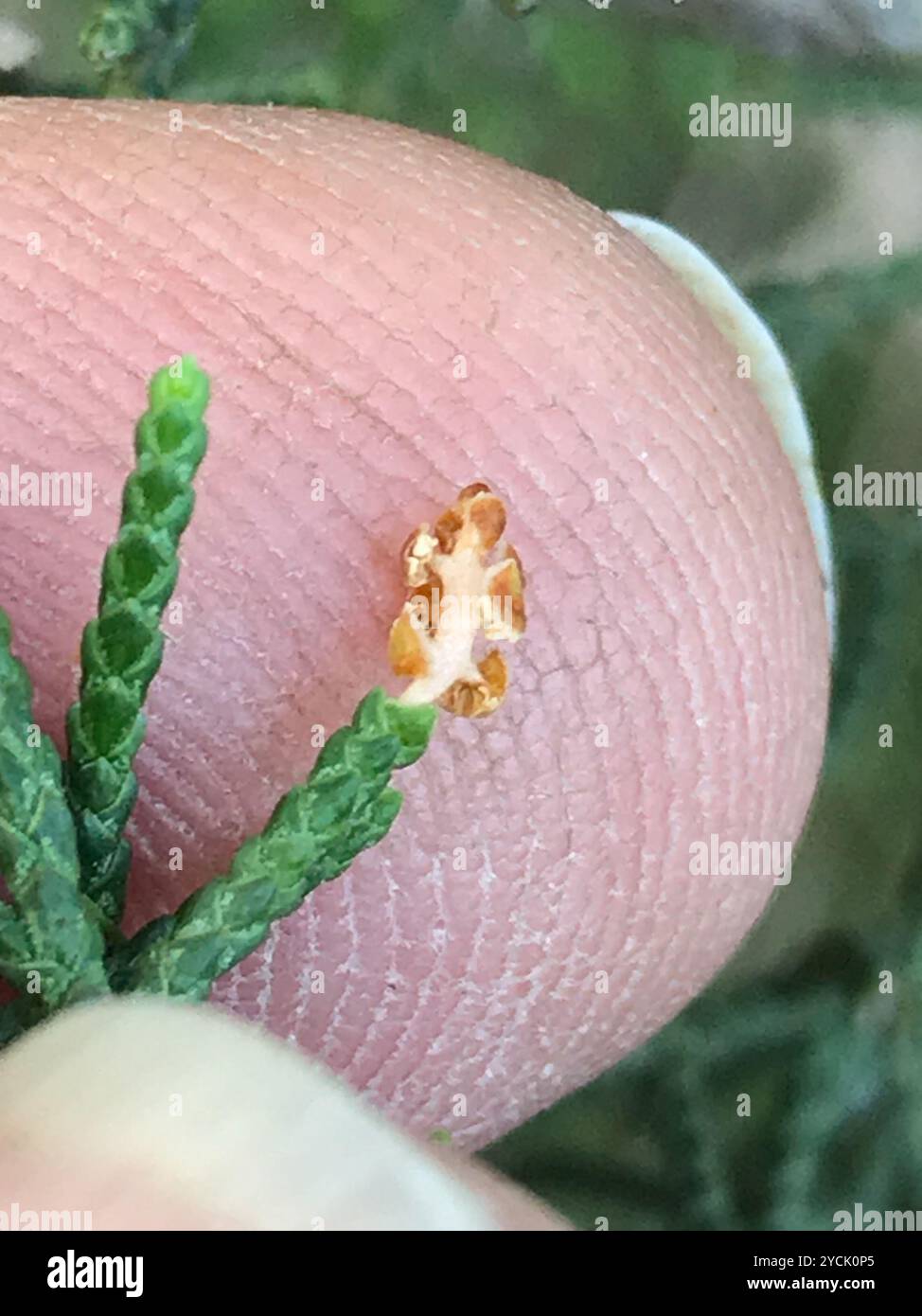 Ashe juniper (Juniperus ashei) Plantae Stock Photo - Alamy