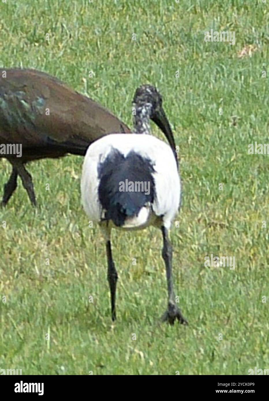 African Sacred Ibis (Threskiornis aethiopicus) Aves Stock Photo - Alamy
