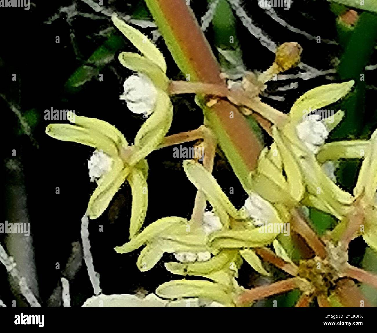 Caustic Vine (Cynanchum viminale) Plantae Stock Photo - Alamy