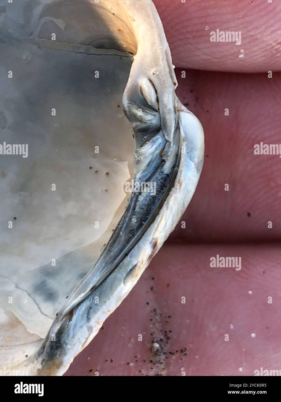 Pacific Littleneck Clam (Leukoma staminea) Mollusca Stock Photo - Alamy