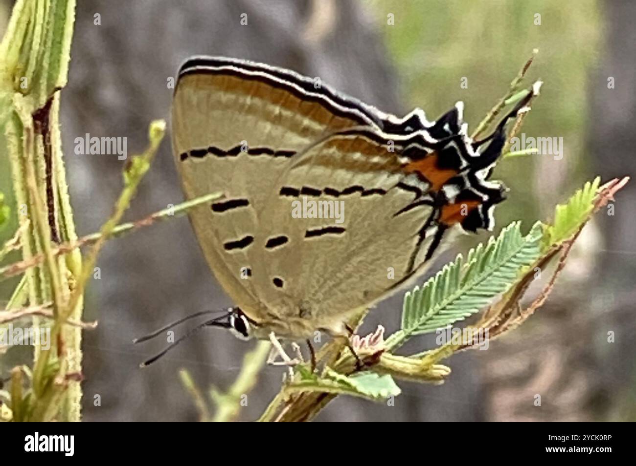 Common Imperial Blue (Jalmenus evagoras) Insecta Stock Photo - Alamy
