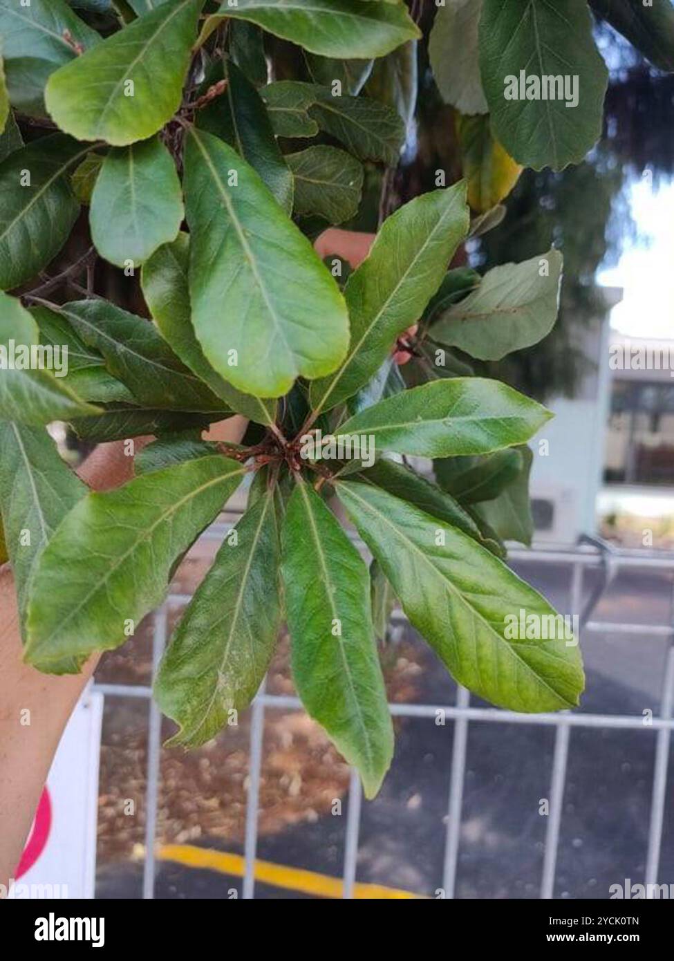 Hinau (Elaeocarpus dentatus) Plantae Stock Photo - Alamy