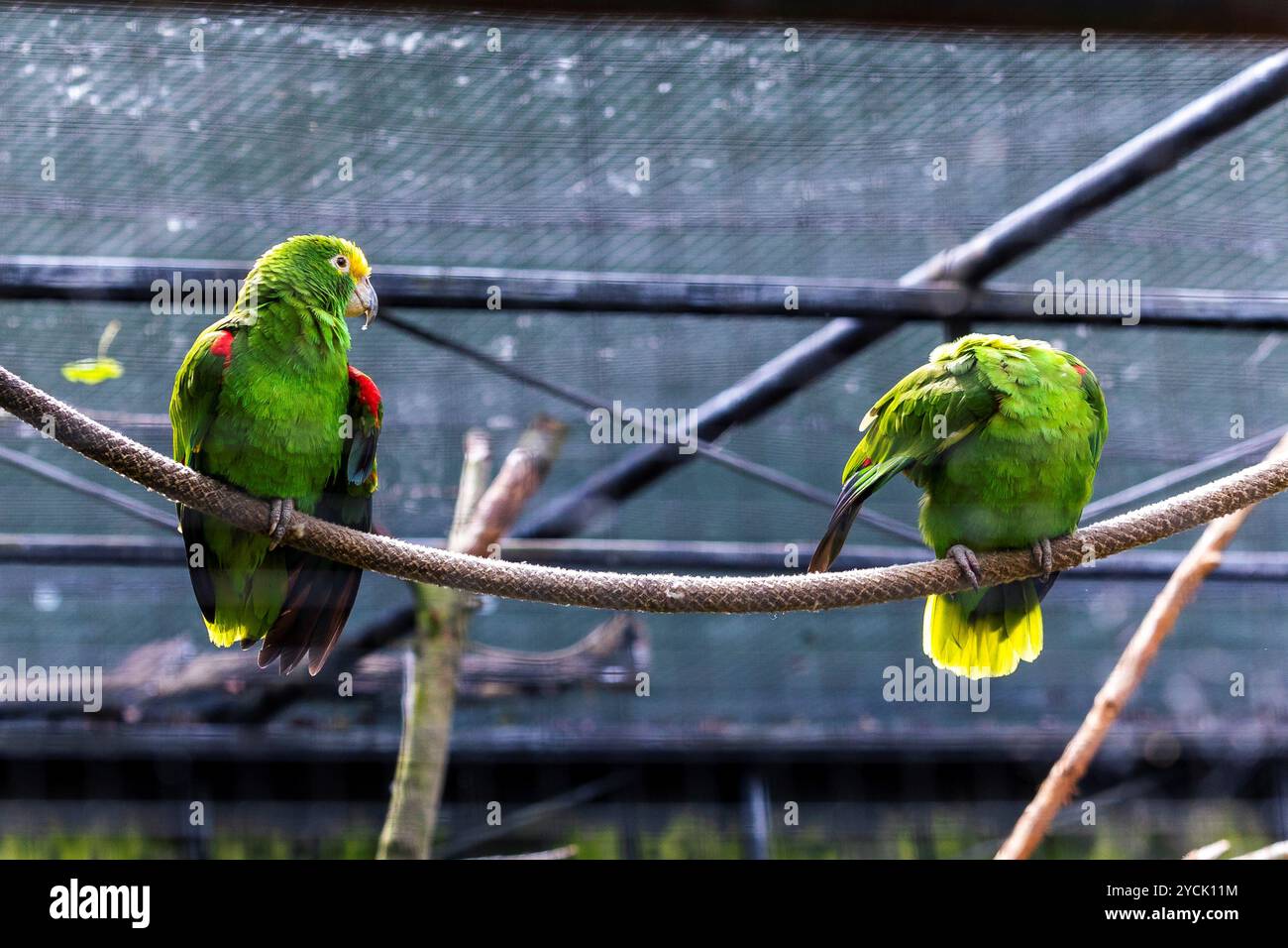 Two green vibrant parrots perch on a rope in an enclosed aviary. One ...
