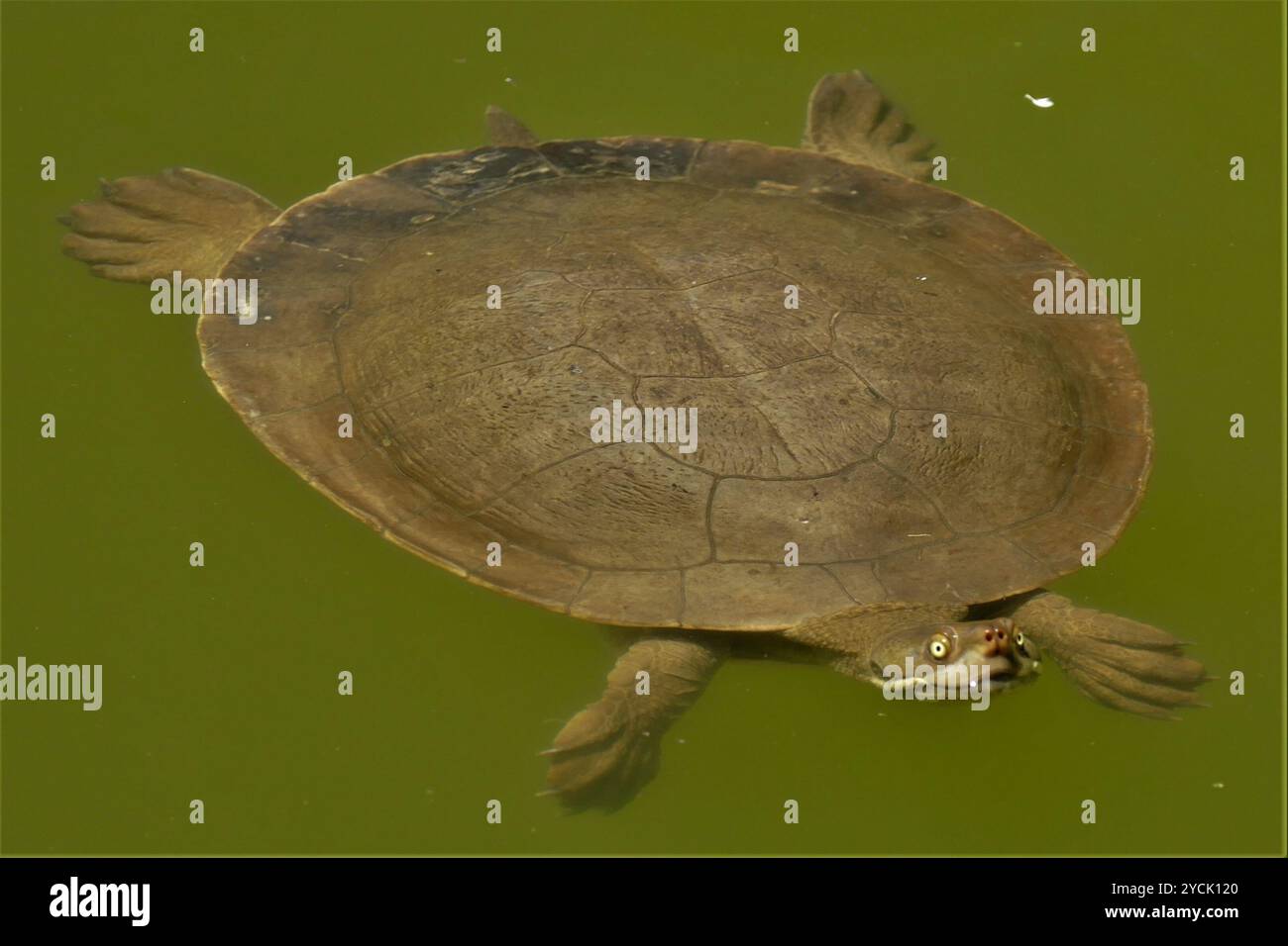Eastern Short-necked Turtle (Emydura macquarii) Reptilia Stock Photo ...