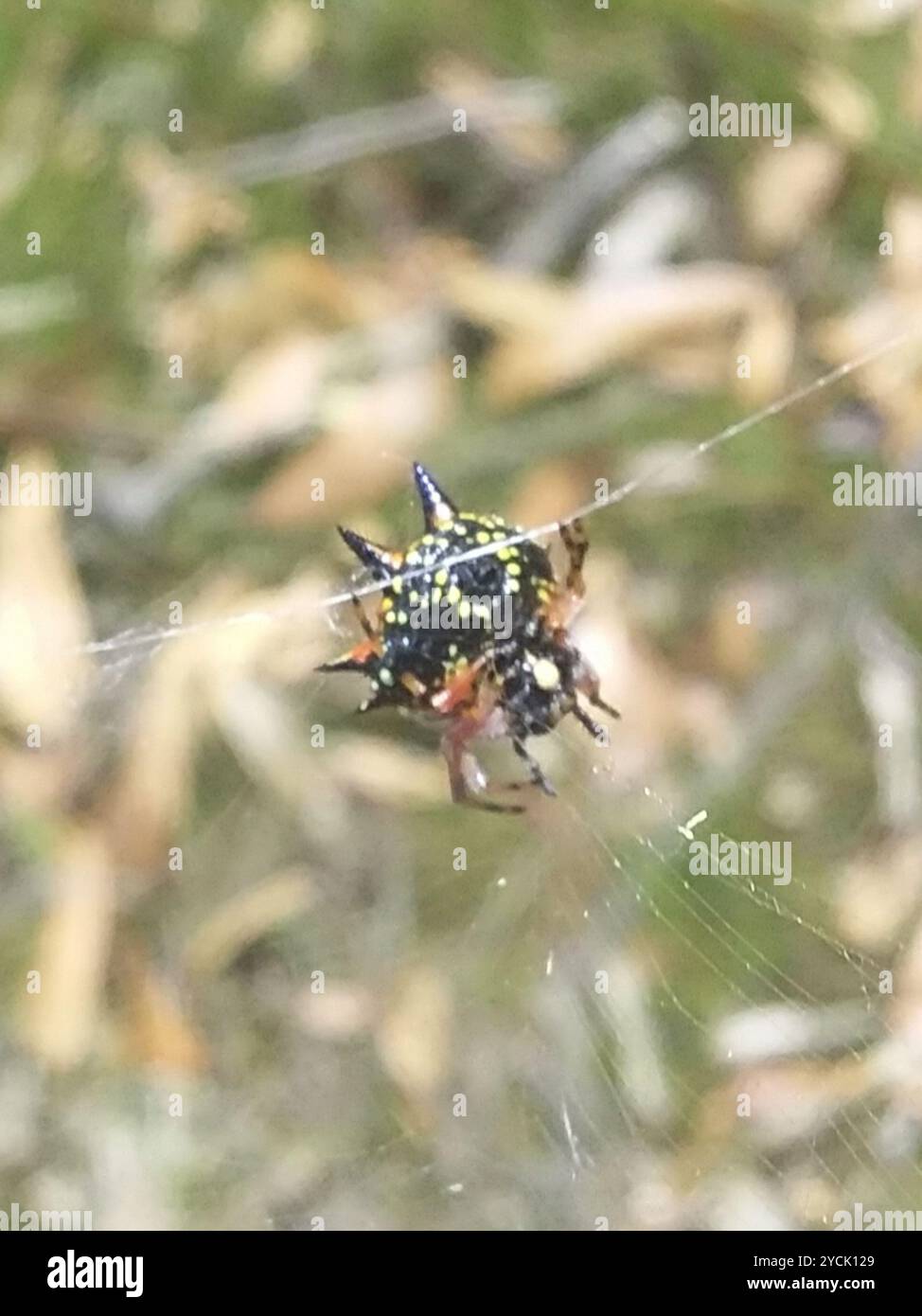 Christmas Jewel Spider (Austracantha minax) Arachnida Stock Photo - Alamy