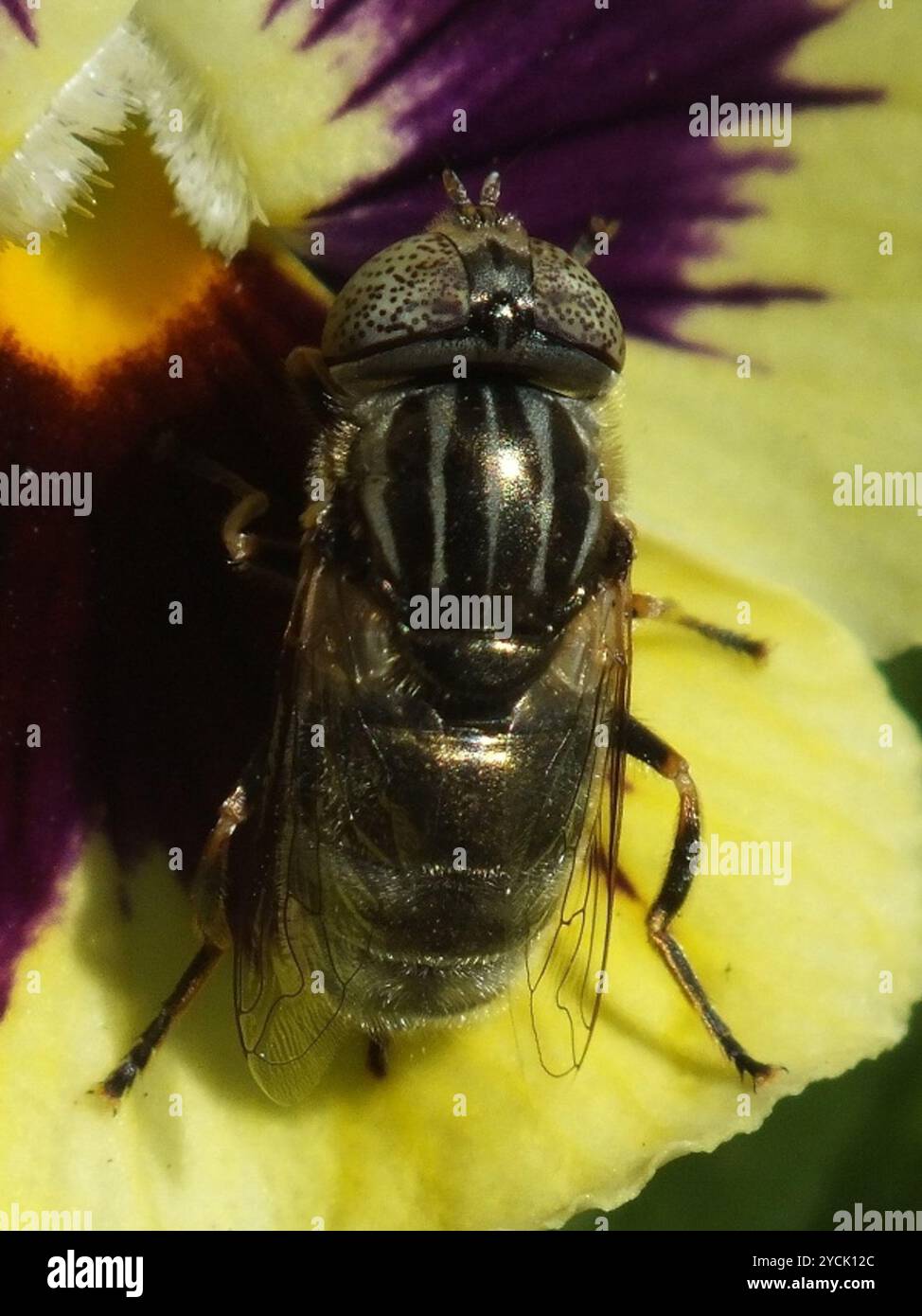 Common Lagoon Fly (Eristalinus aeneus) Insecta Stock Photo - Alamy
